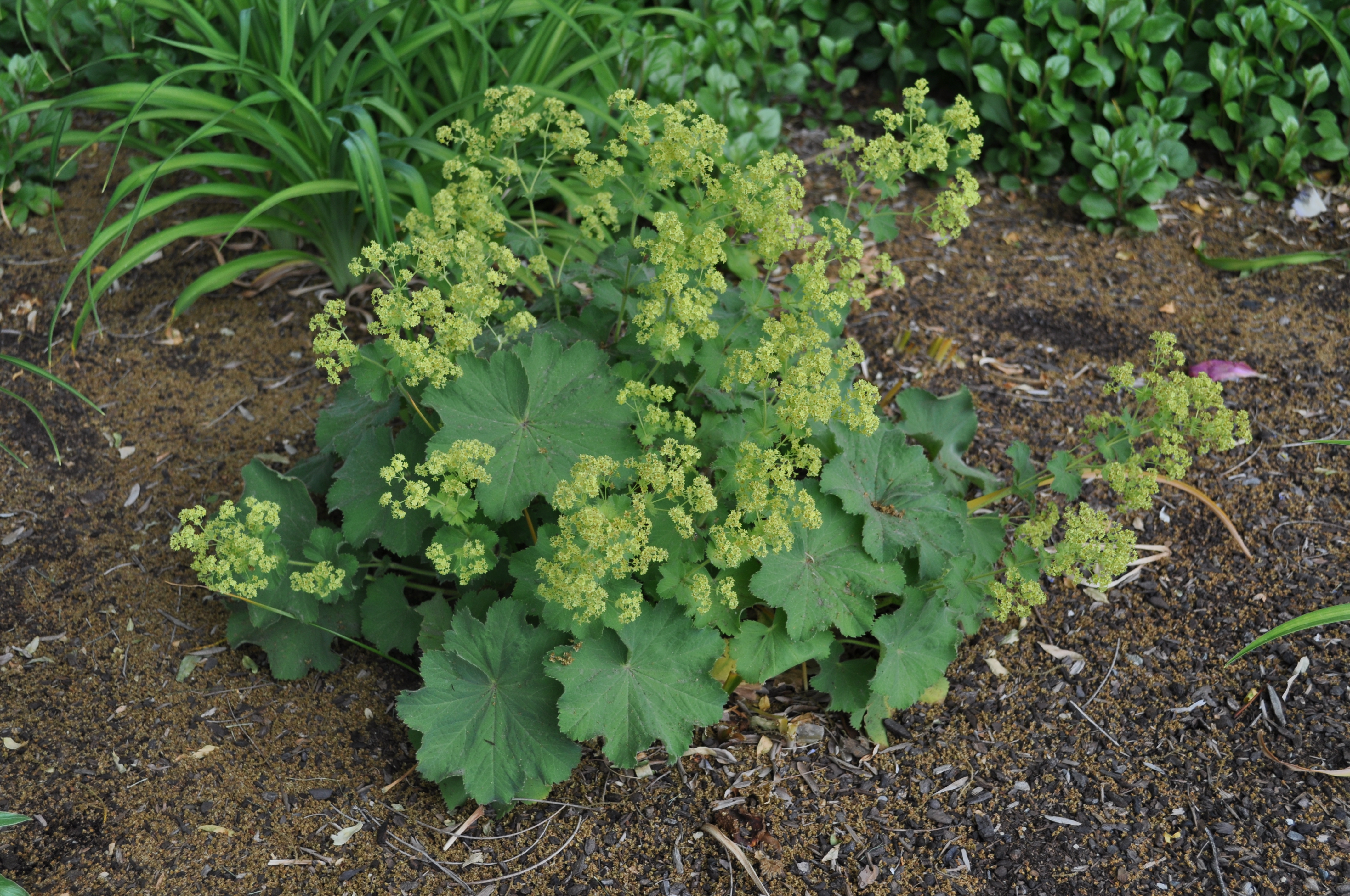 Irish Silk Lady's Mantle