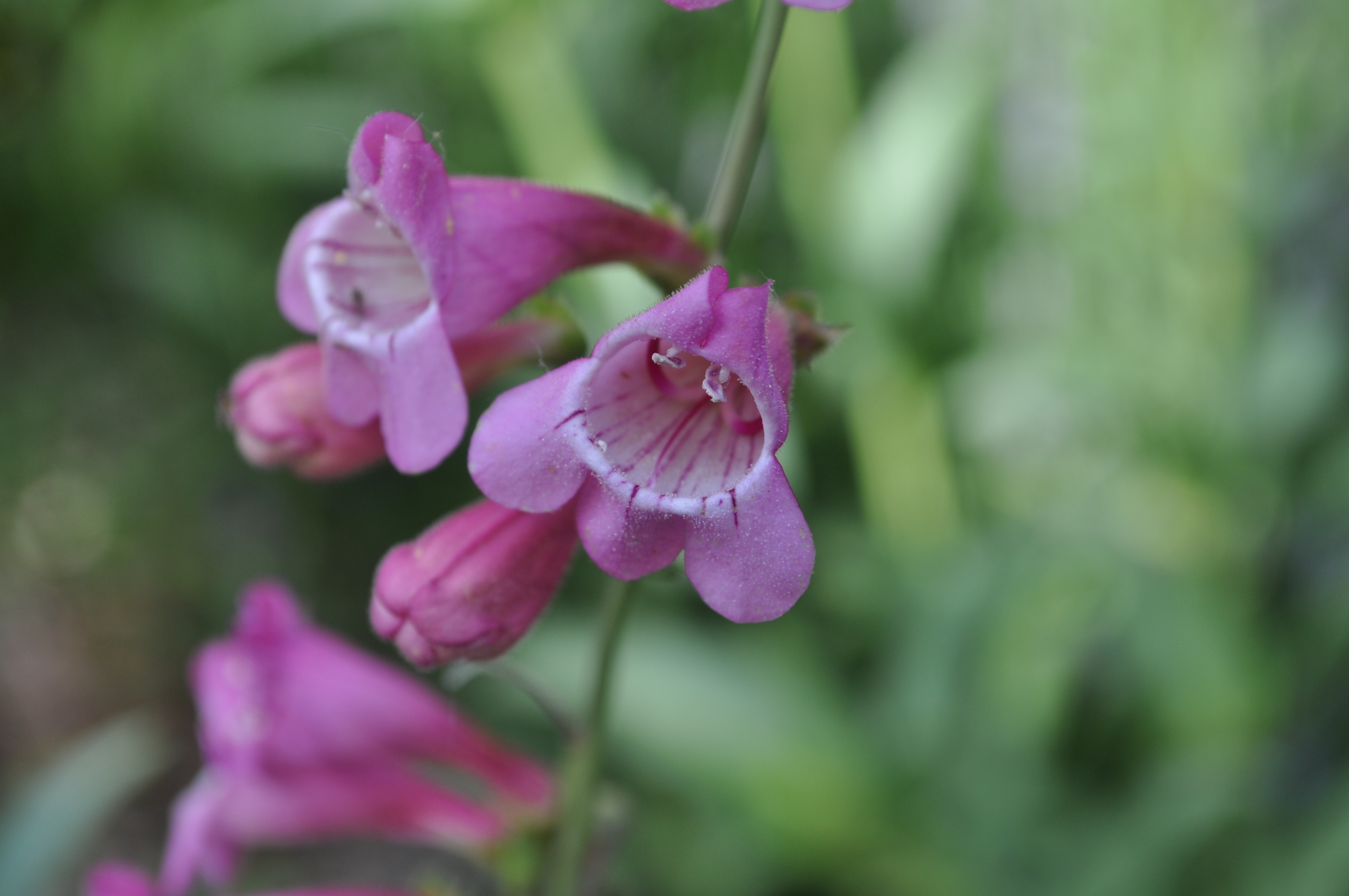 Sunset Crater Penstemon