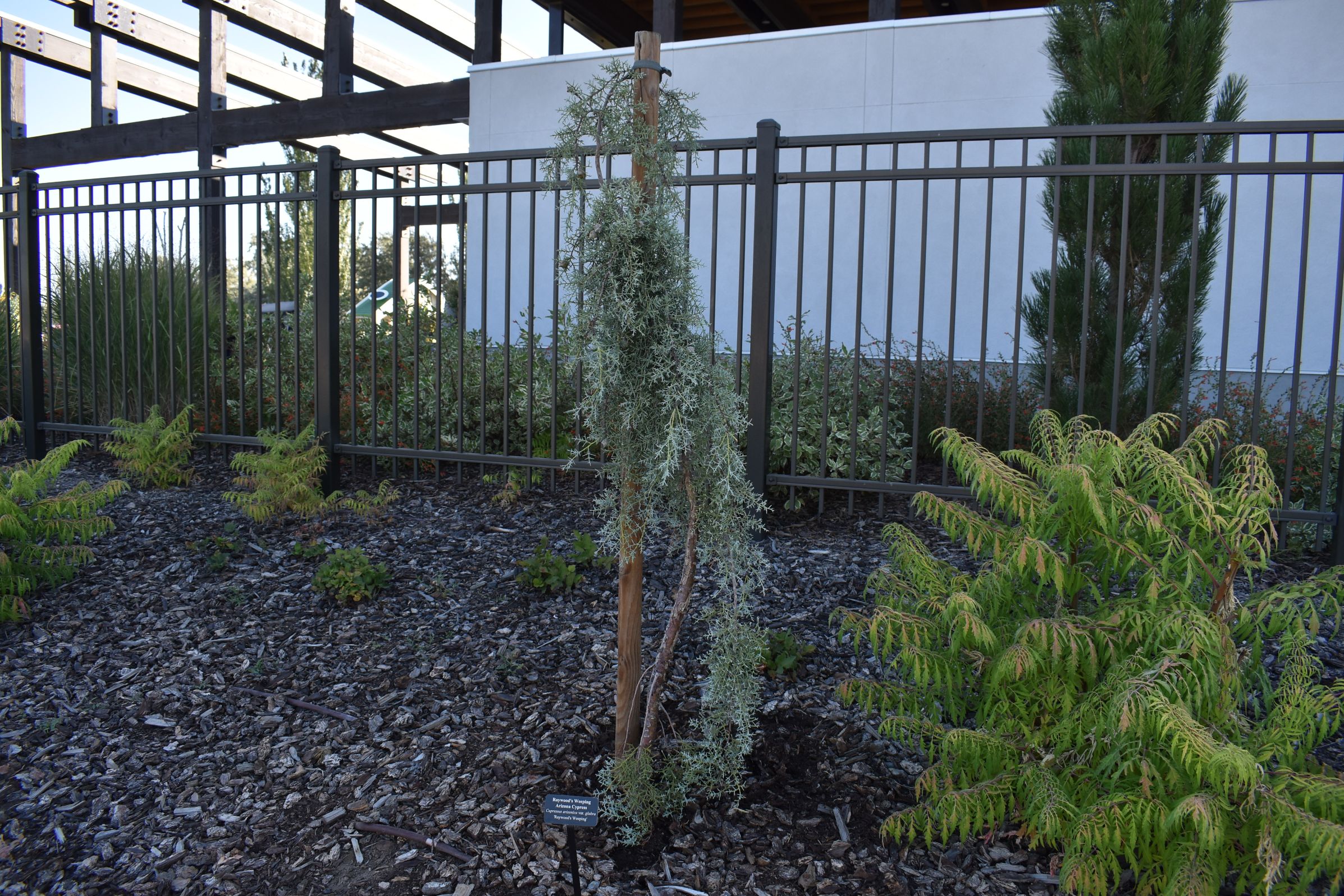Raywood's Weeping Arizona Cypress