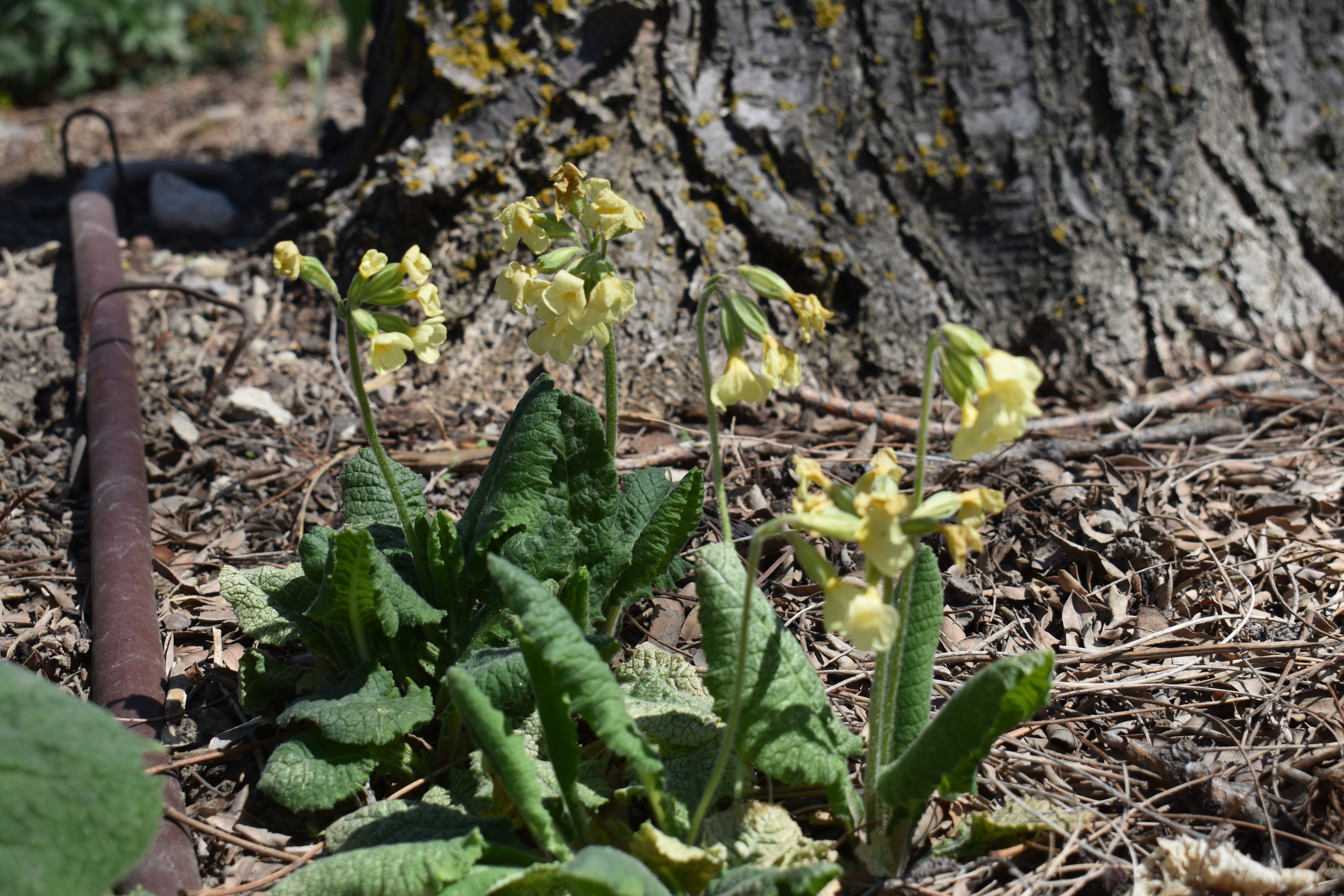 Oxlip Primrose