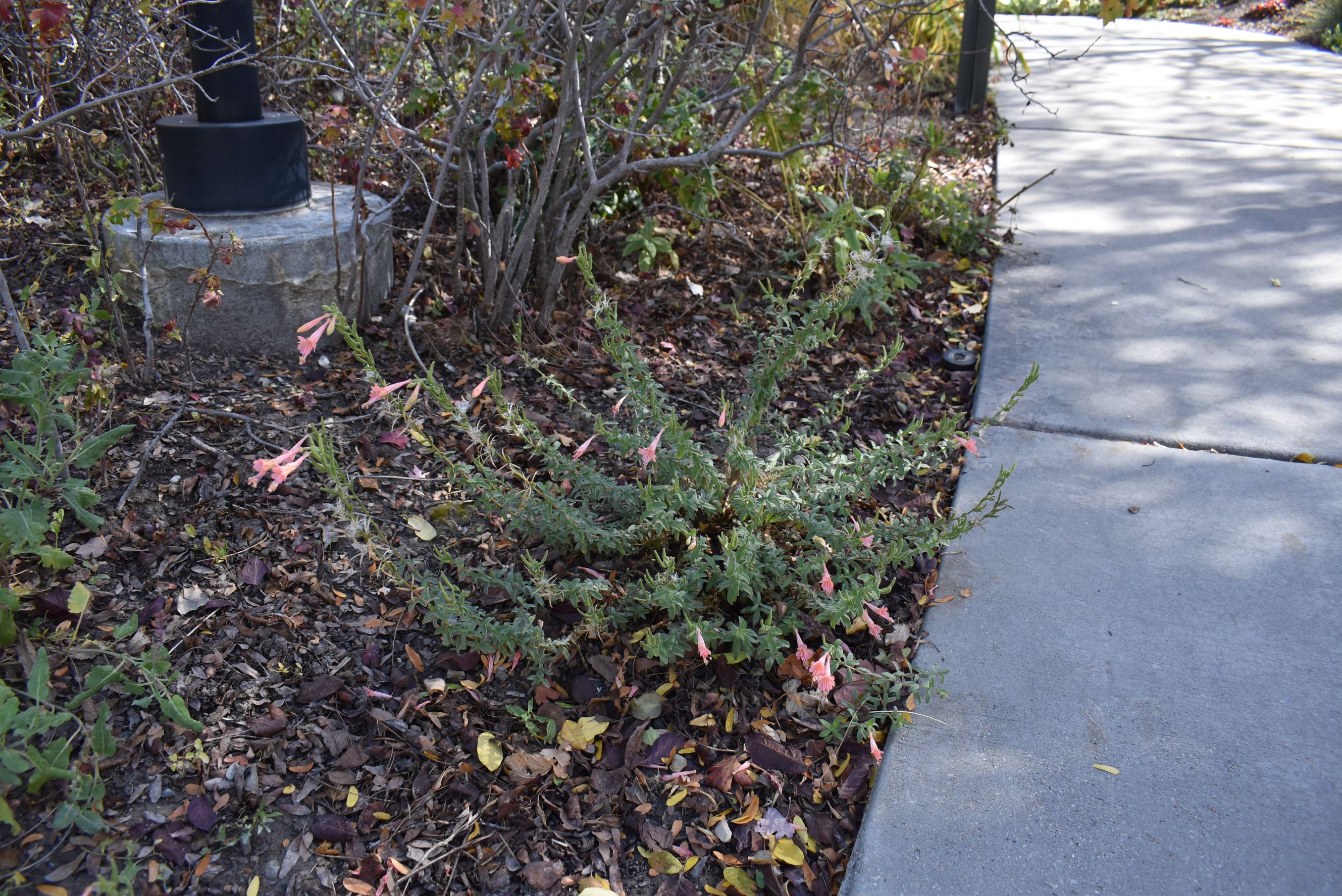 Marin Pink Hummingbird Trumpet