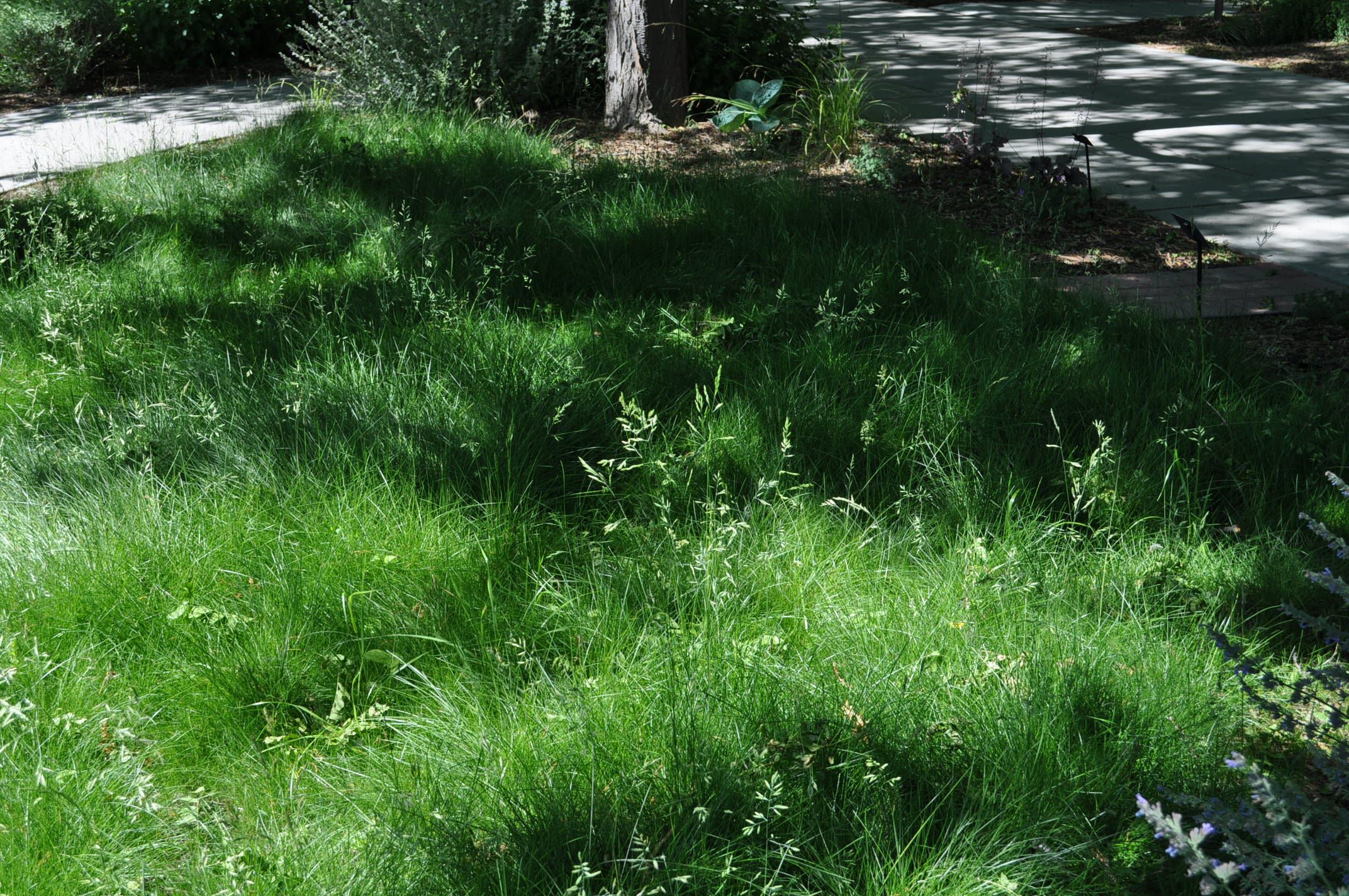 Let It Bee Lawn Mix