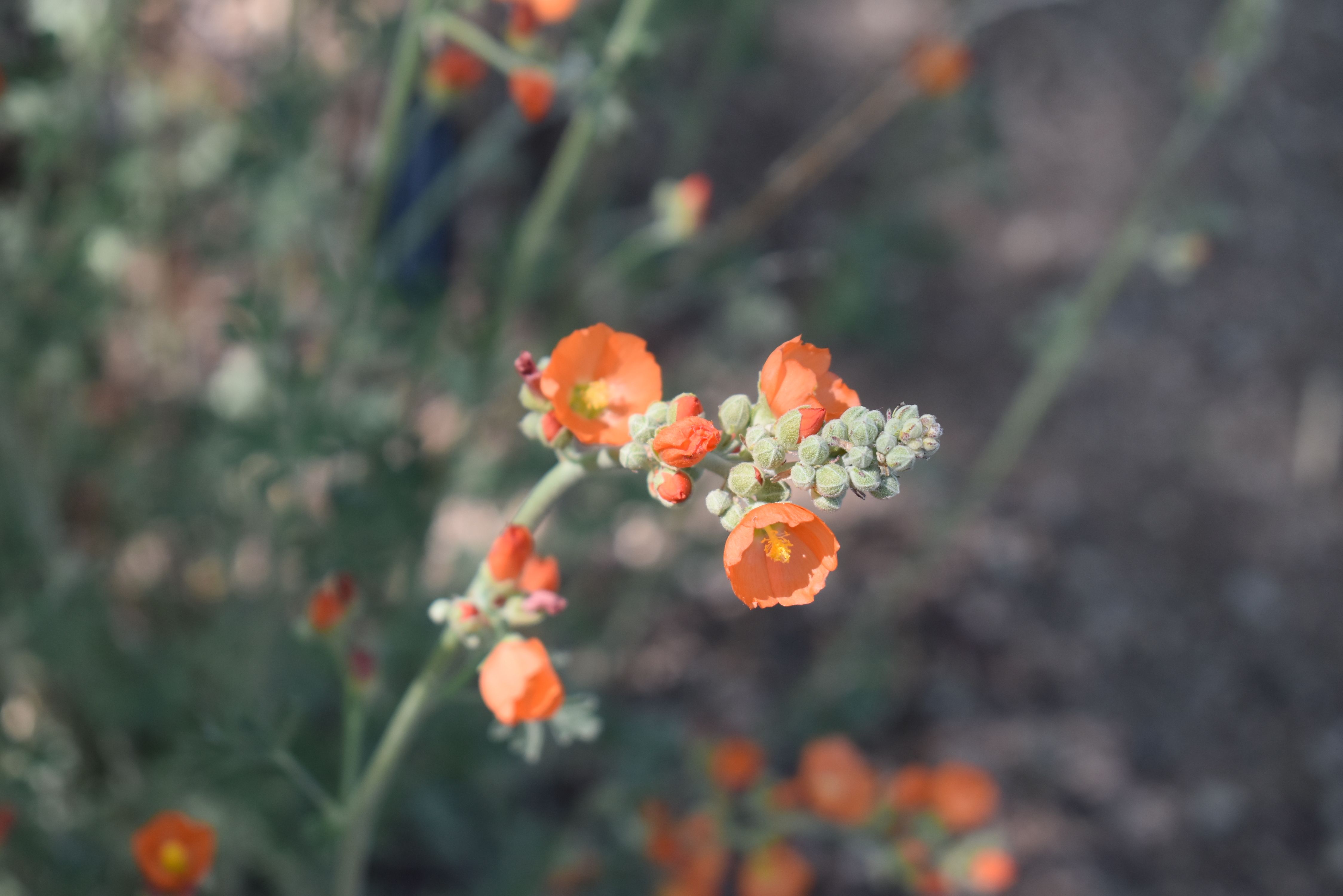 Munroe Globemallow