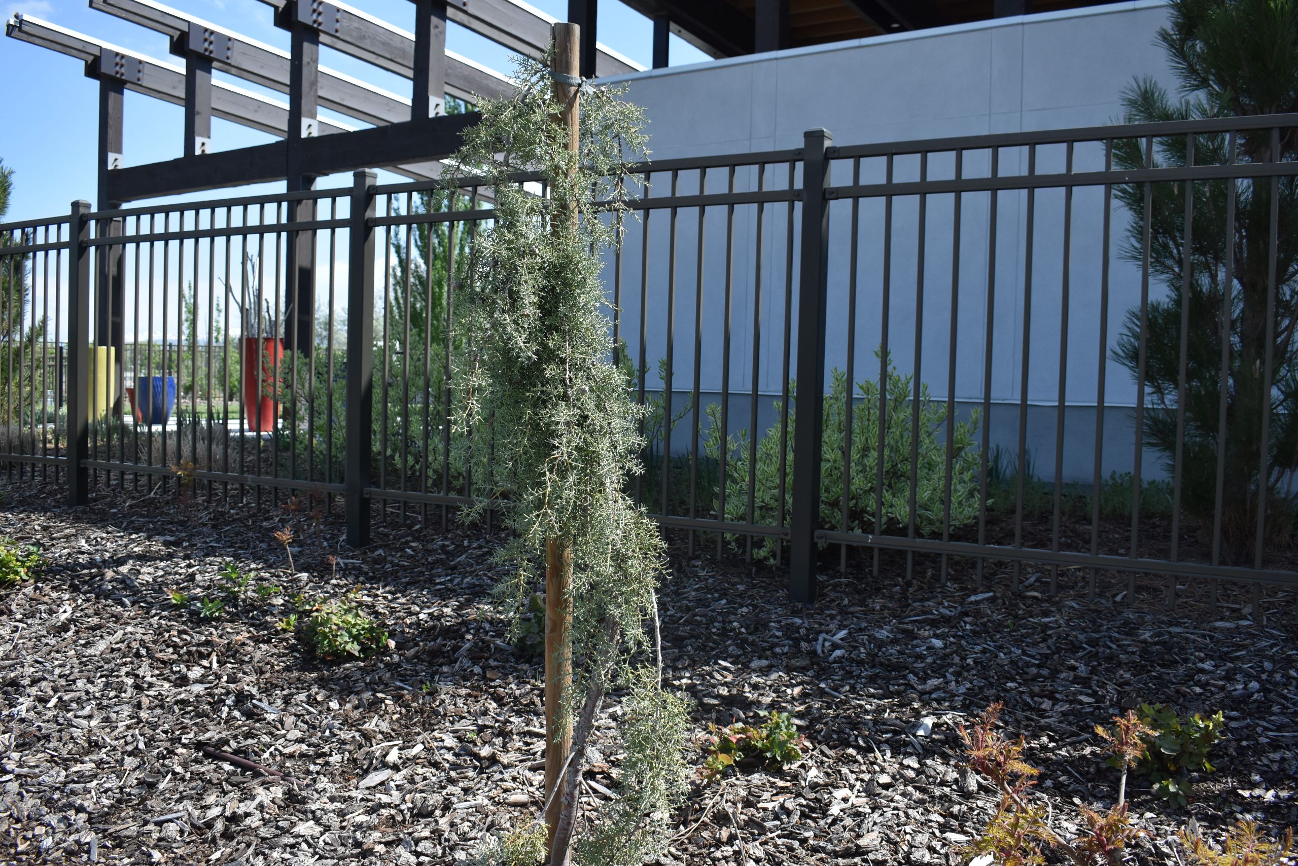 Raywood's Weeping Arizona Cypress
