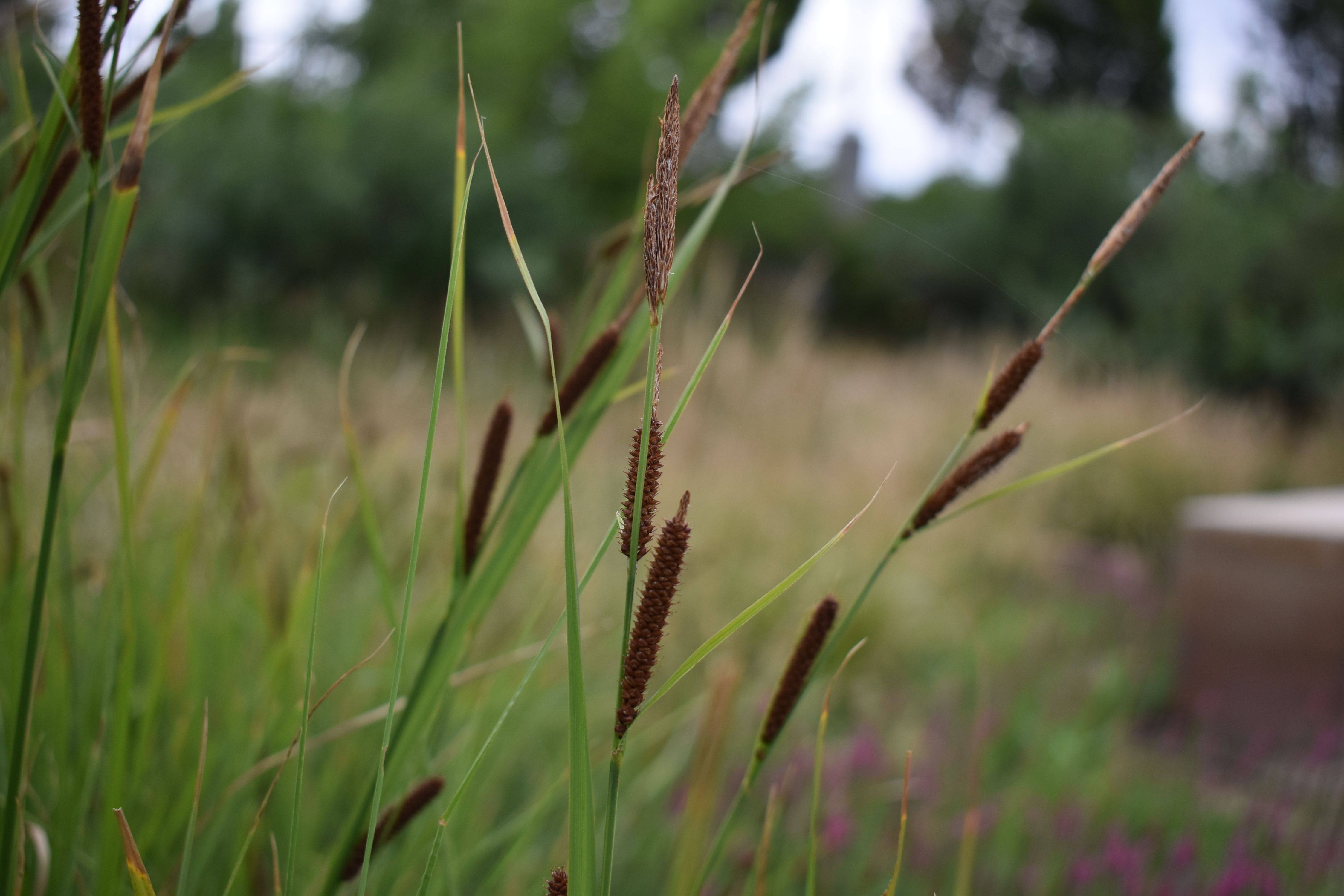 Nebraska Sedge