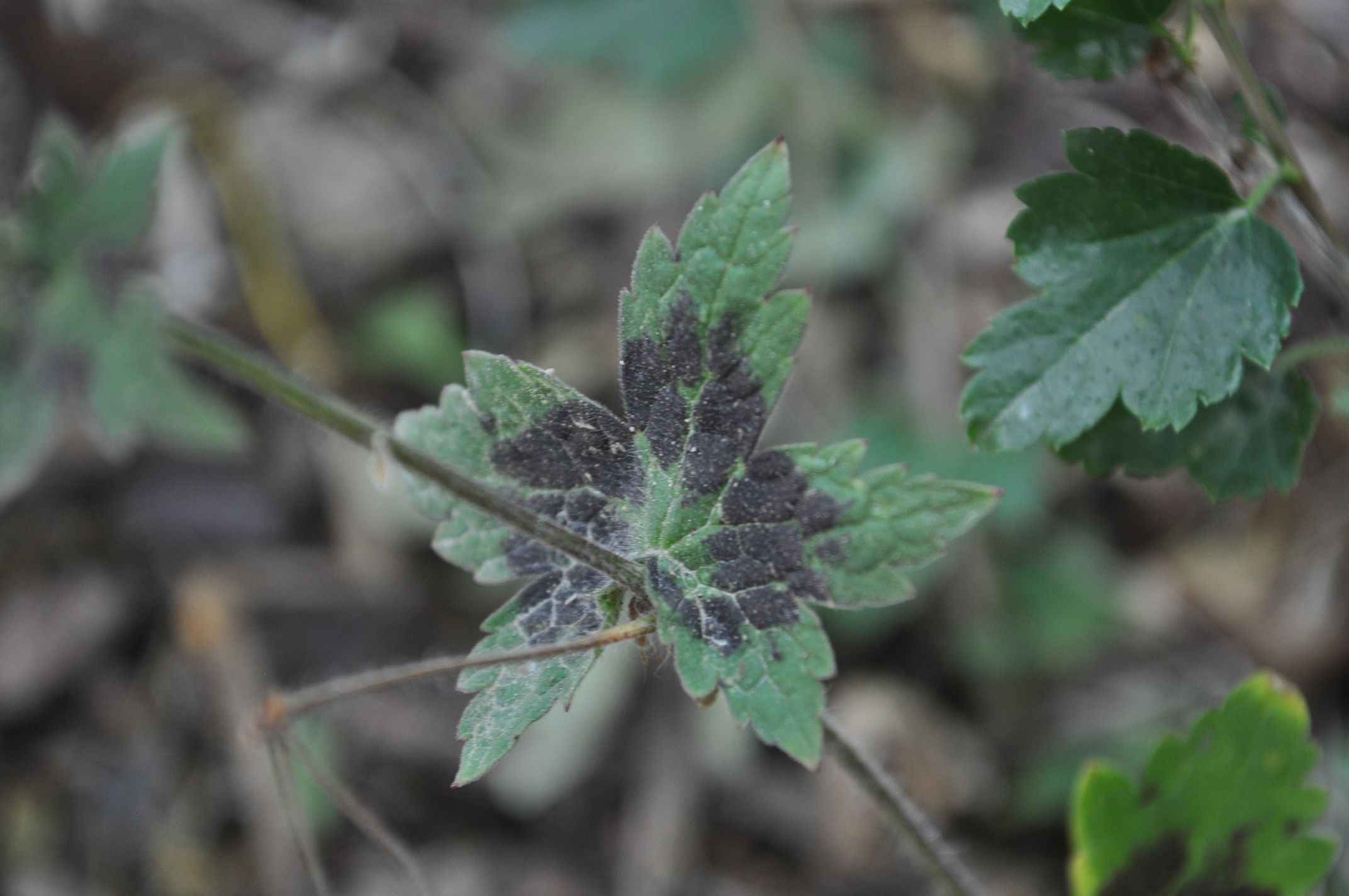 Samobor Dusky Cranesbill