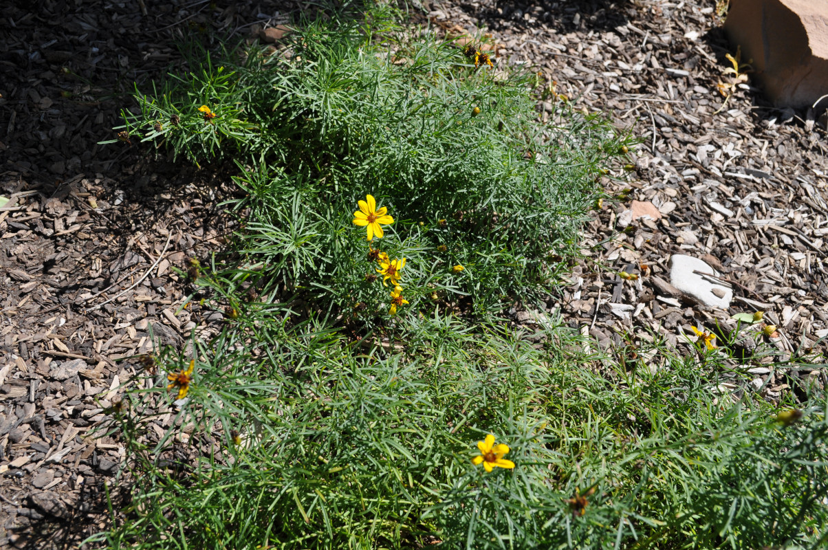 Imperial Sun Coreopsis