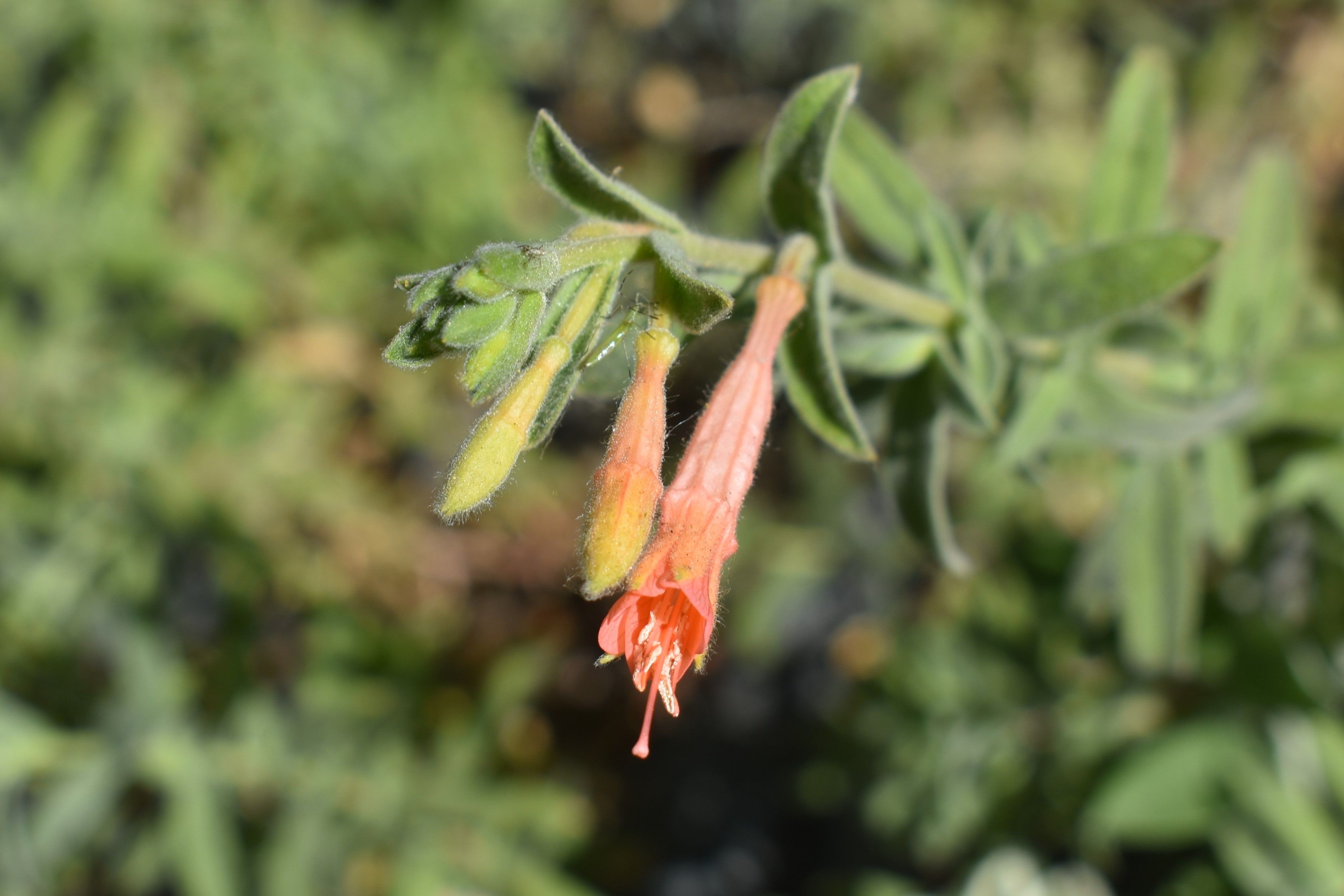 Marin Pink Hummingbird Trumpet