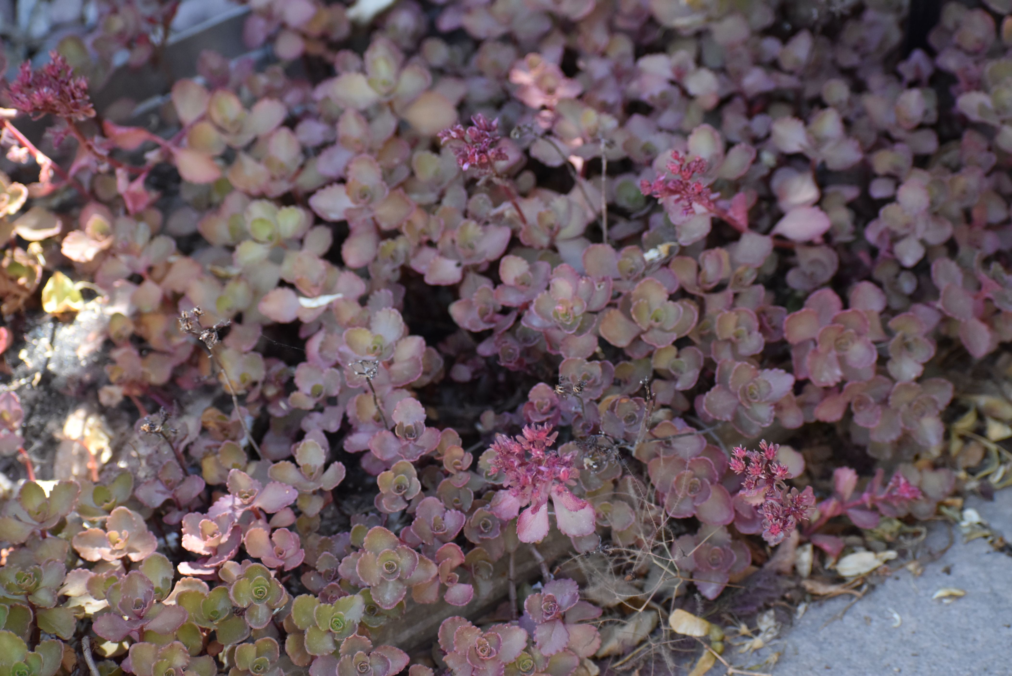 Ruby Mantle Stonecrop