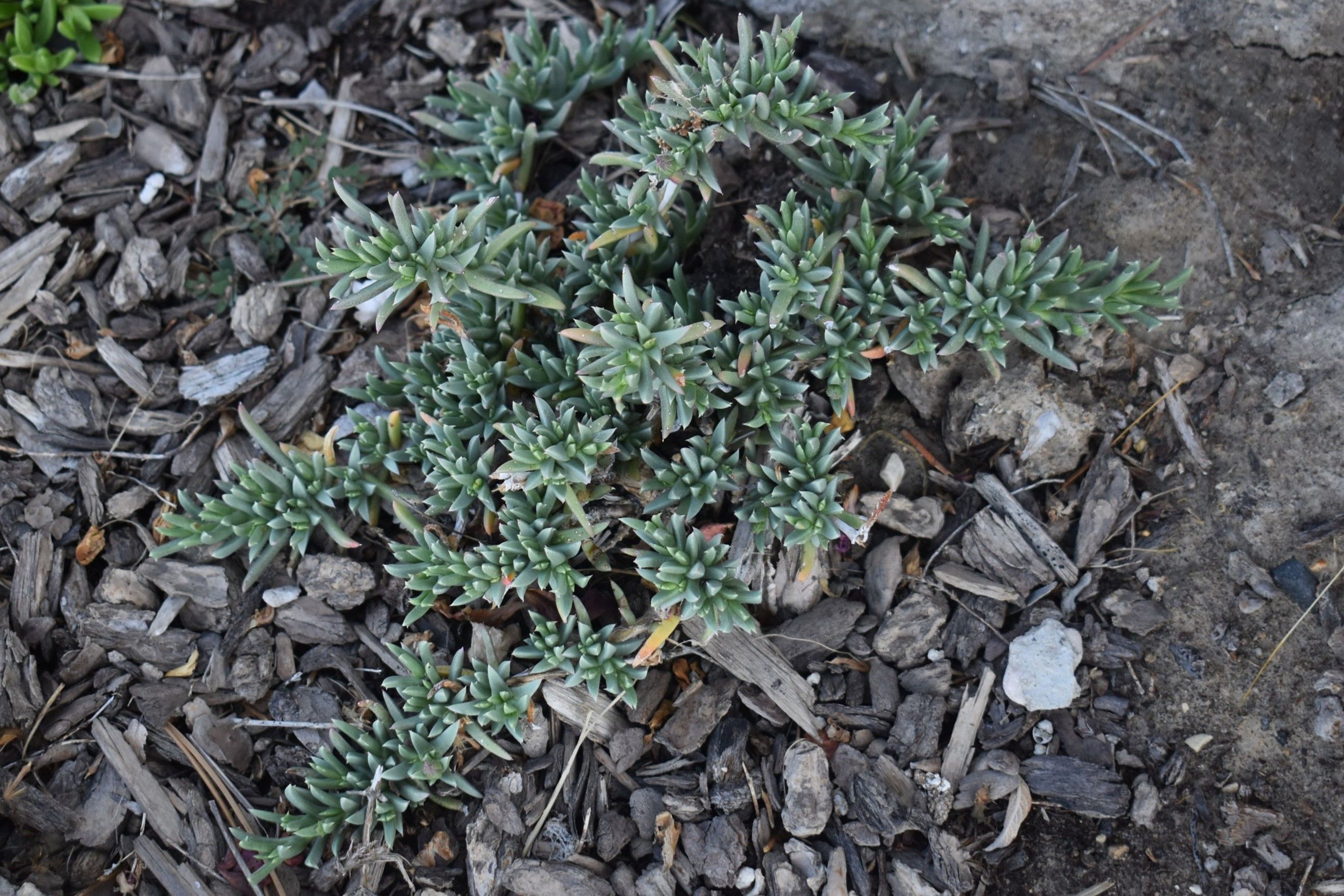Creeping Shrubby Ice Plant