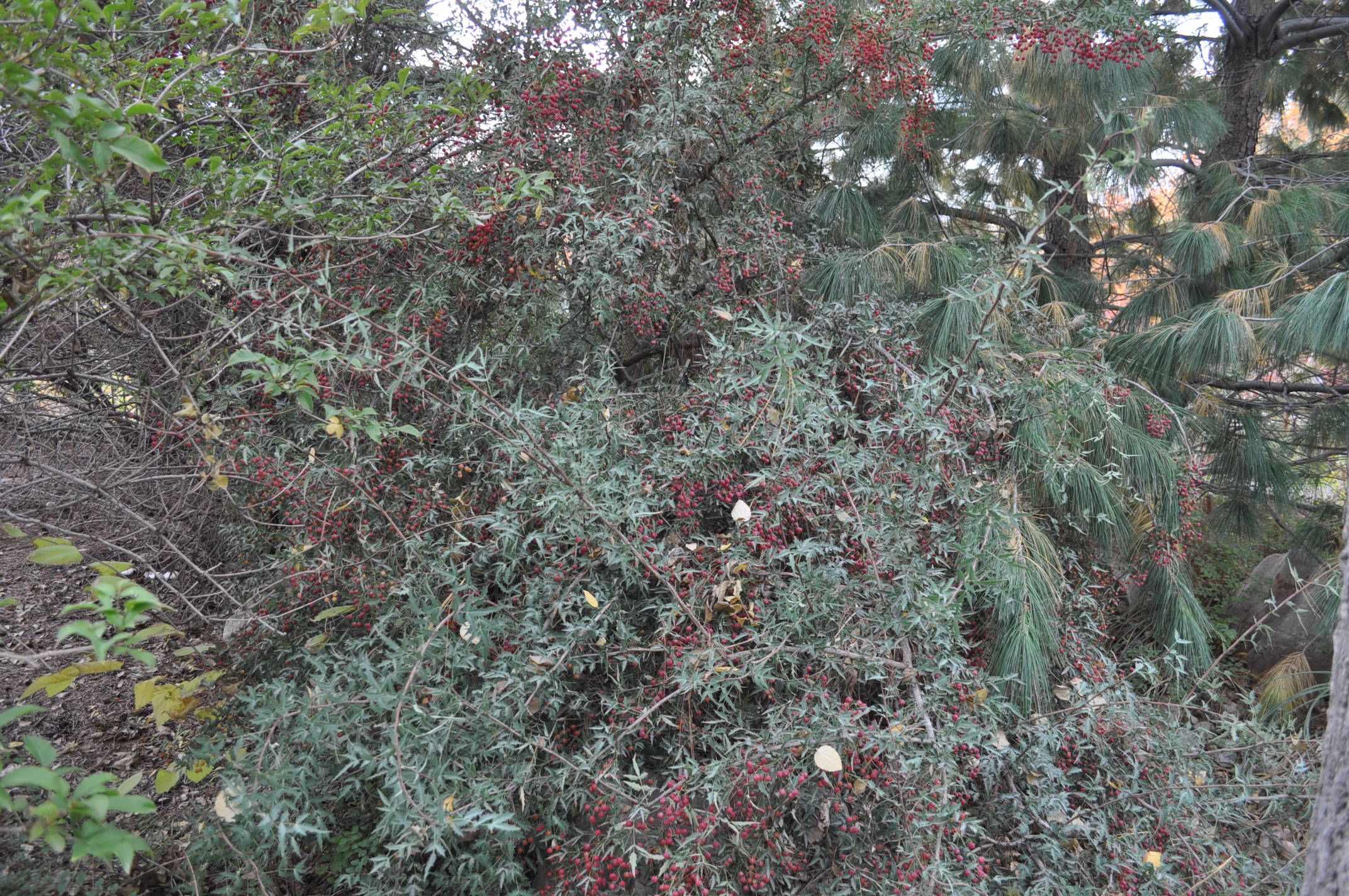 Redberry Mahonia