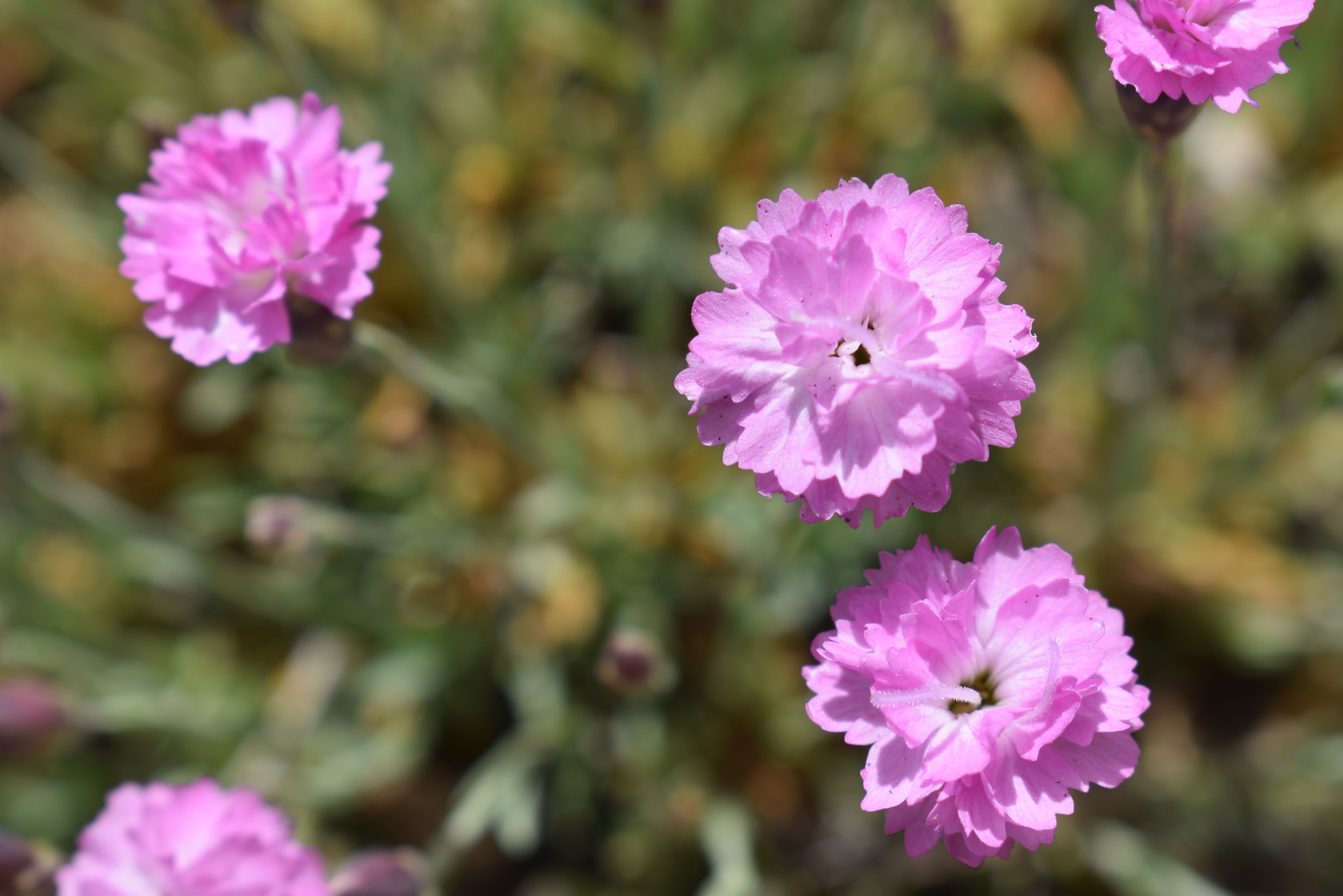 Tiny Rubies Maiden Pink
