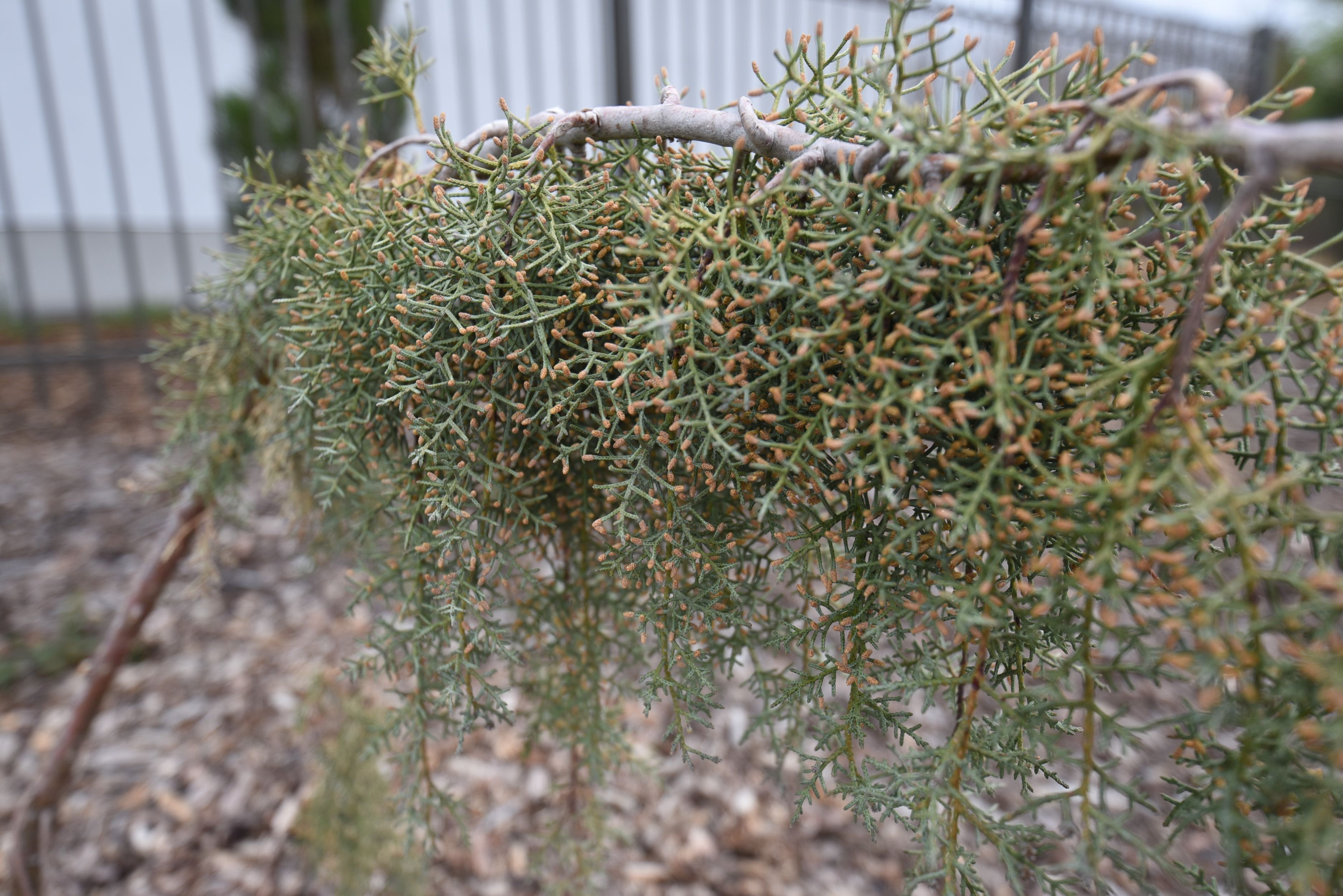 Raywood's Weeping Arizona Cypress