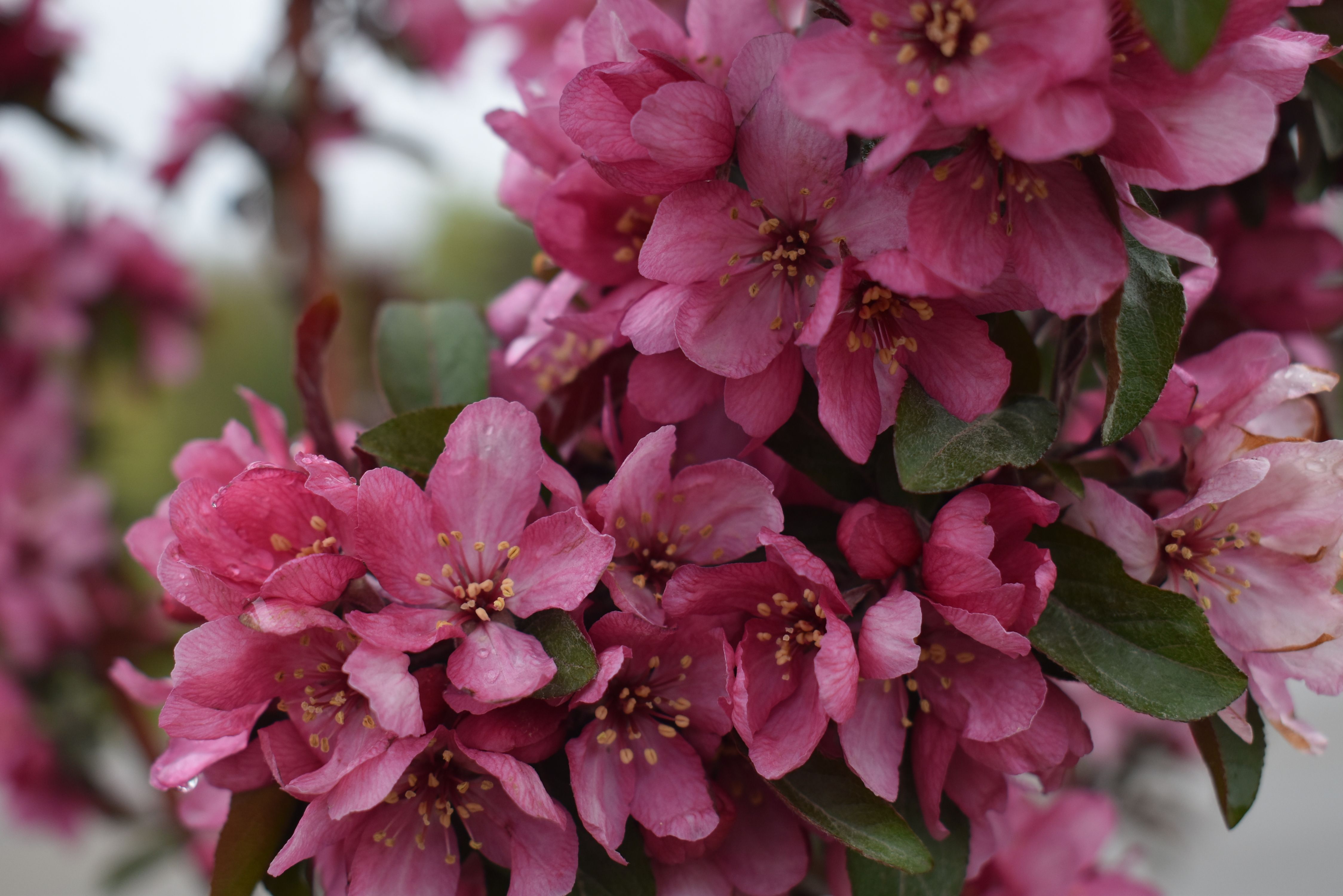 Raspberry Spear Upright Crabapple