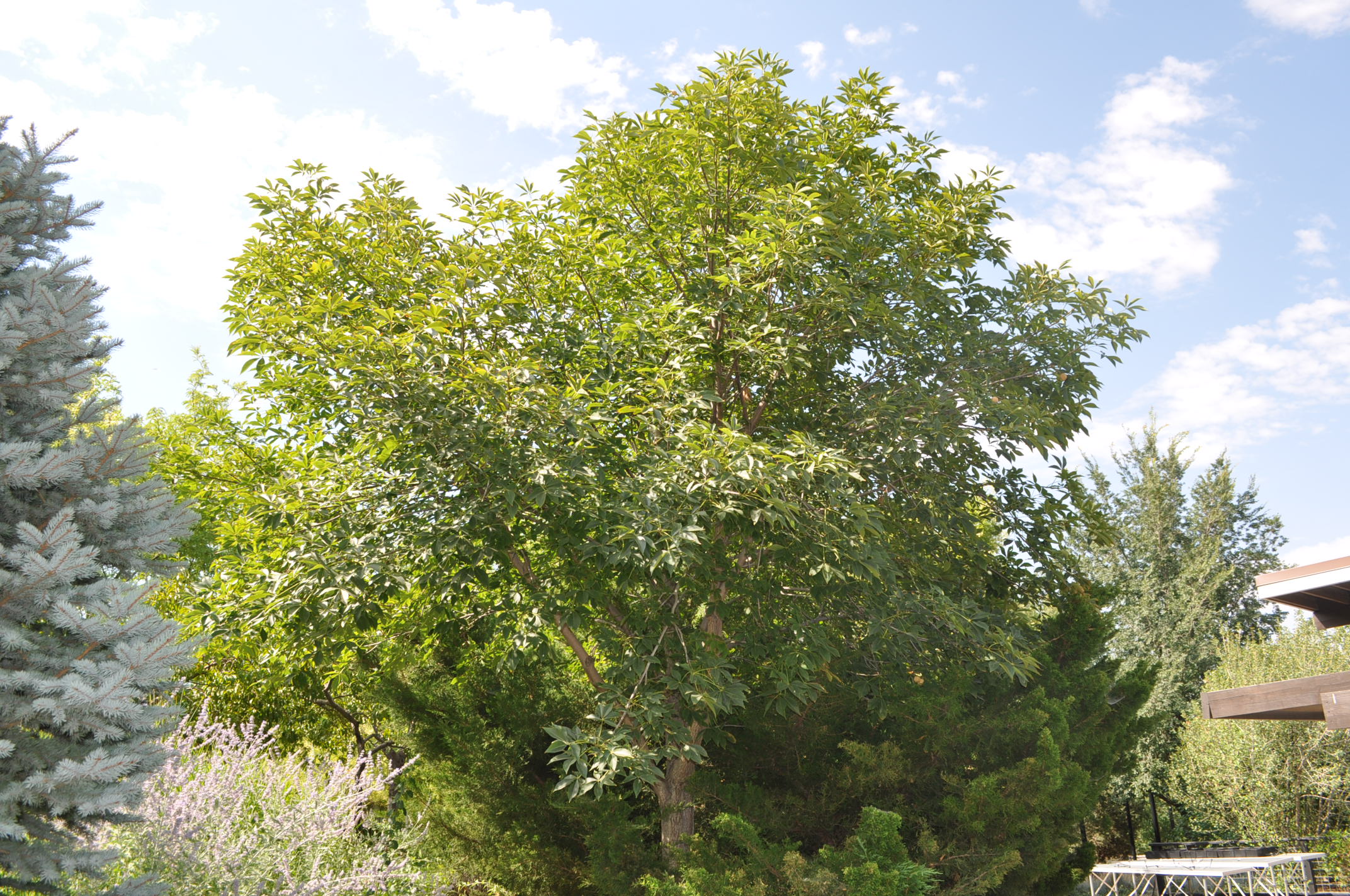 Autumn Splendor Horsechestnut