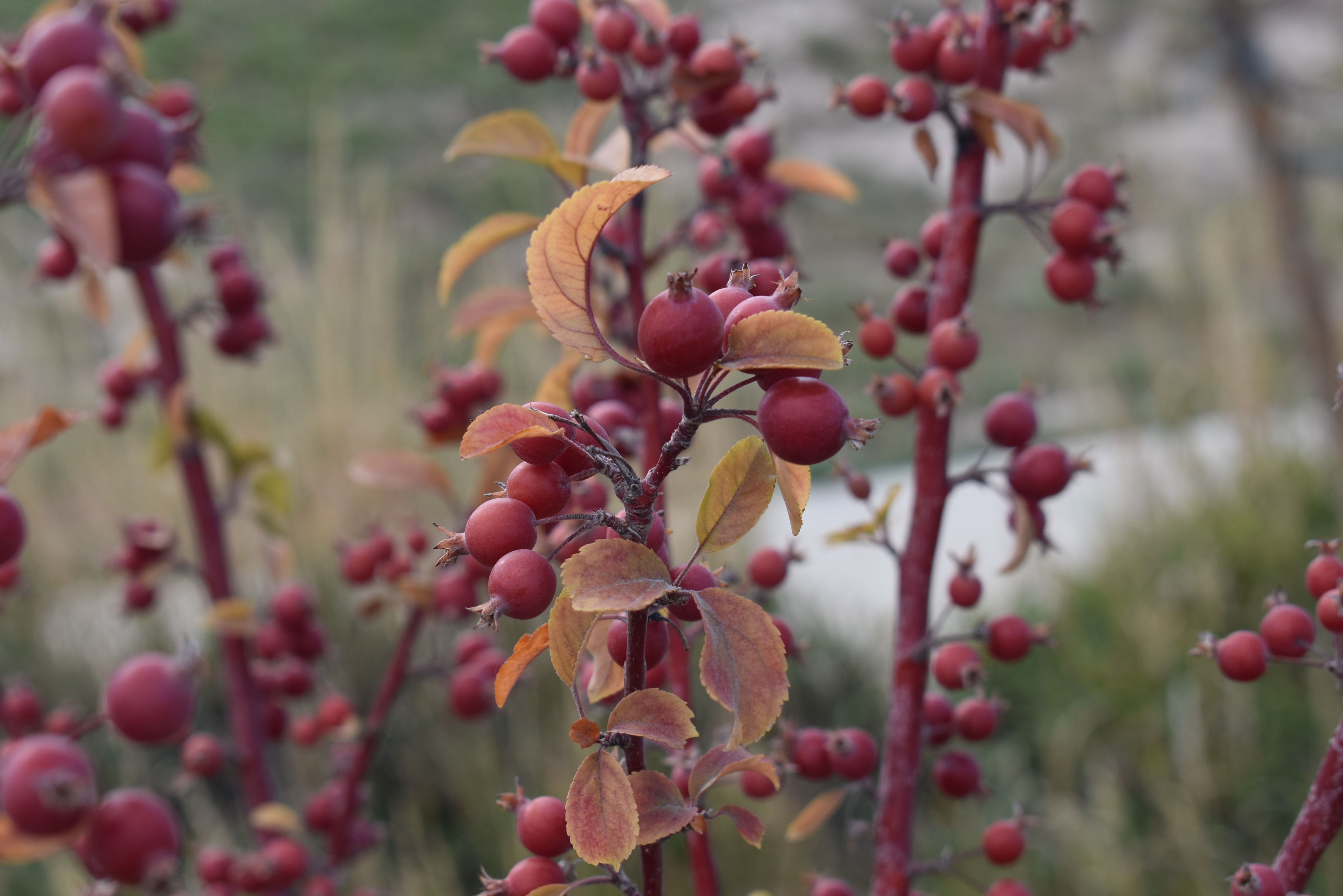 Raspberry Spear Upright Crabapple