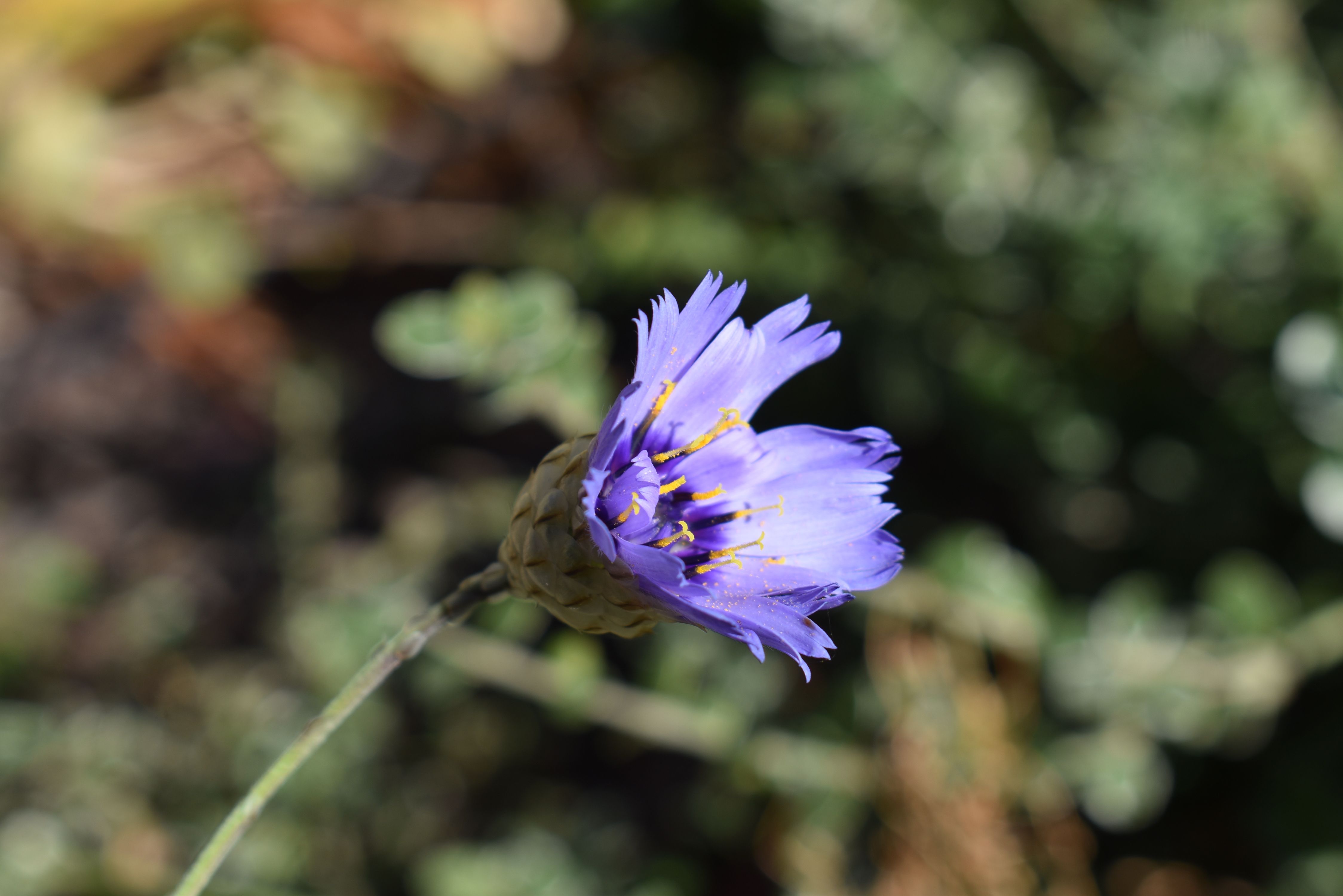 Cupid's Dart
