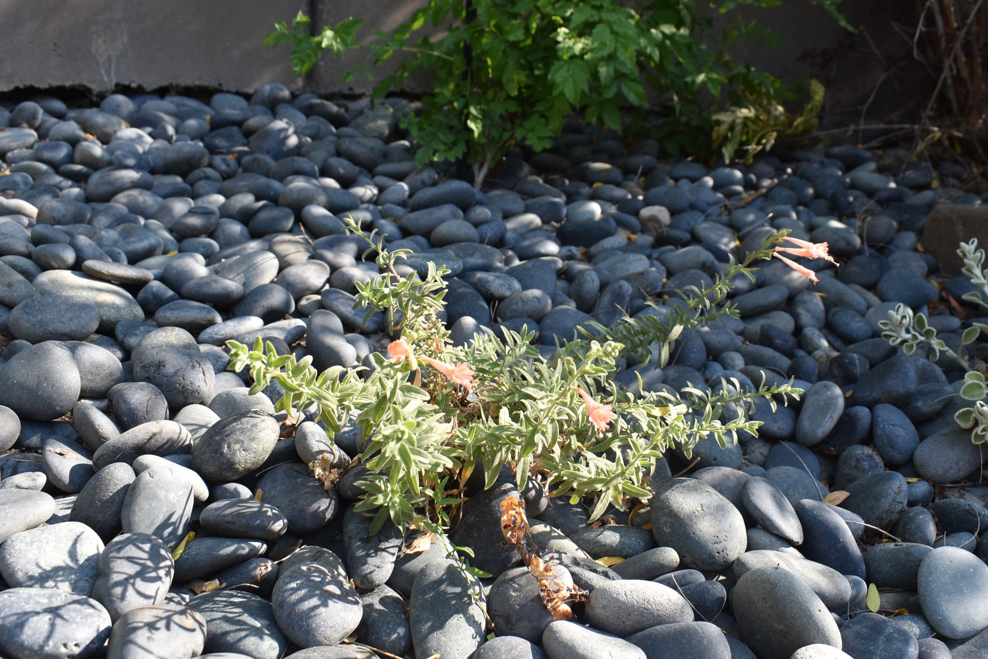 Marin Pink Hummingbird Trumpet