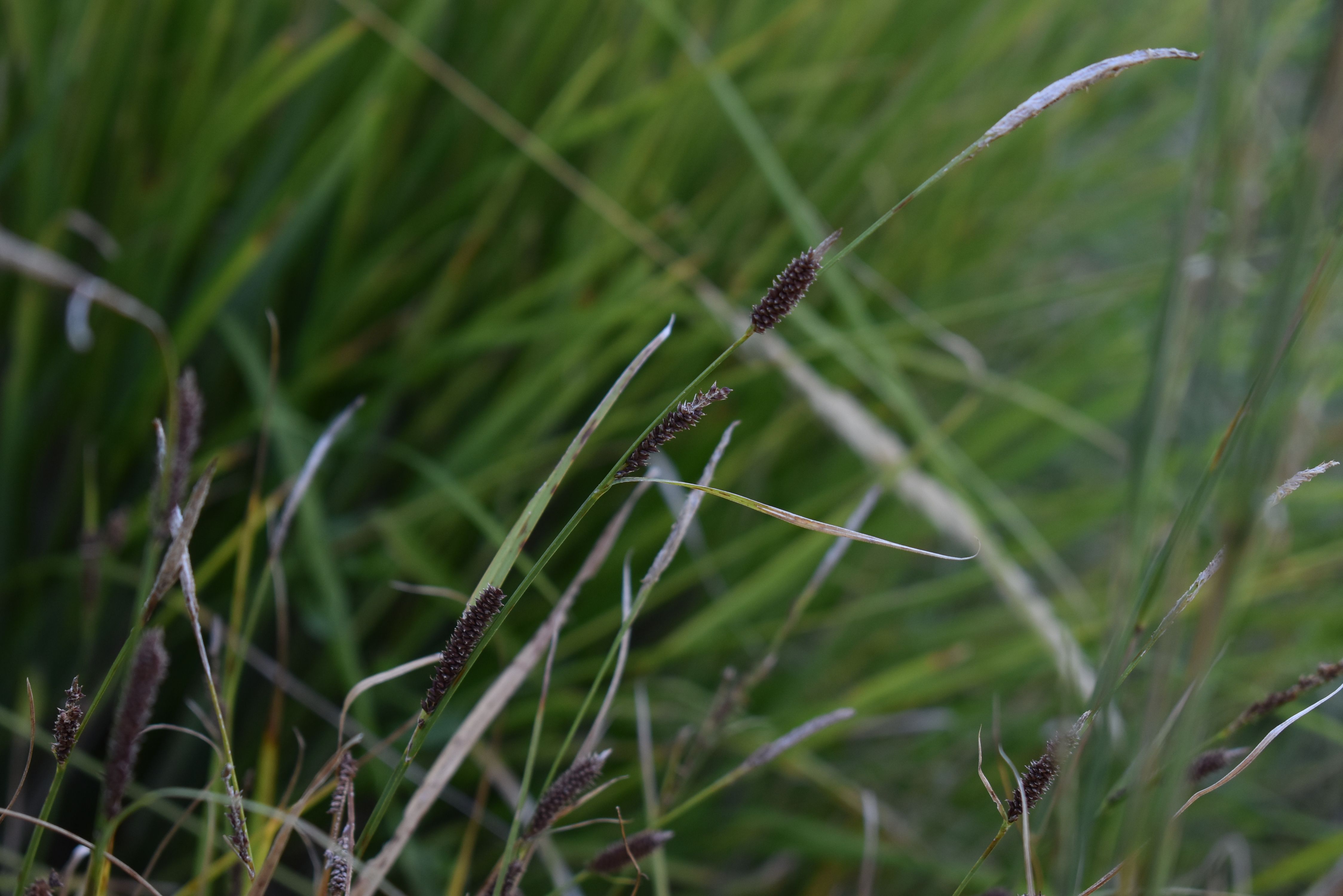 Nebraska Sedge