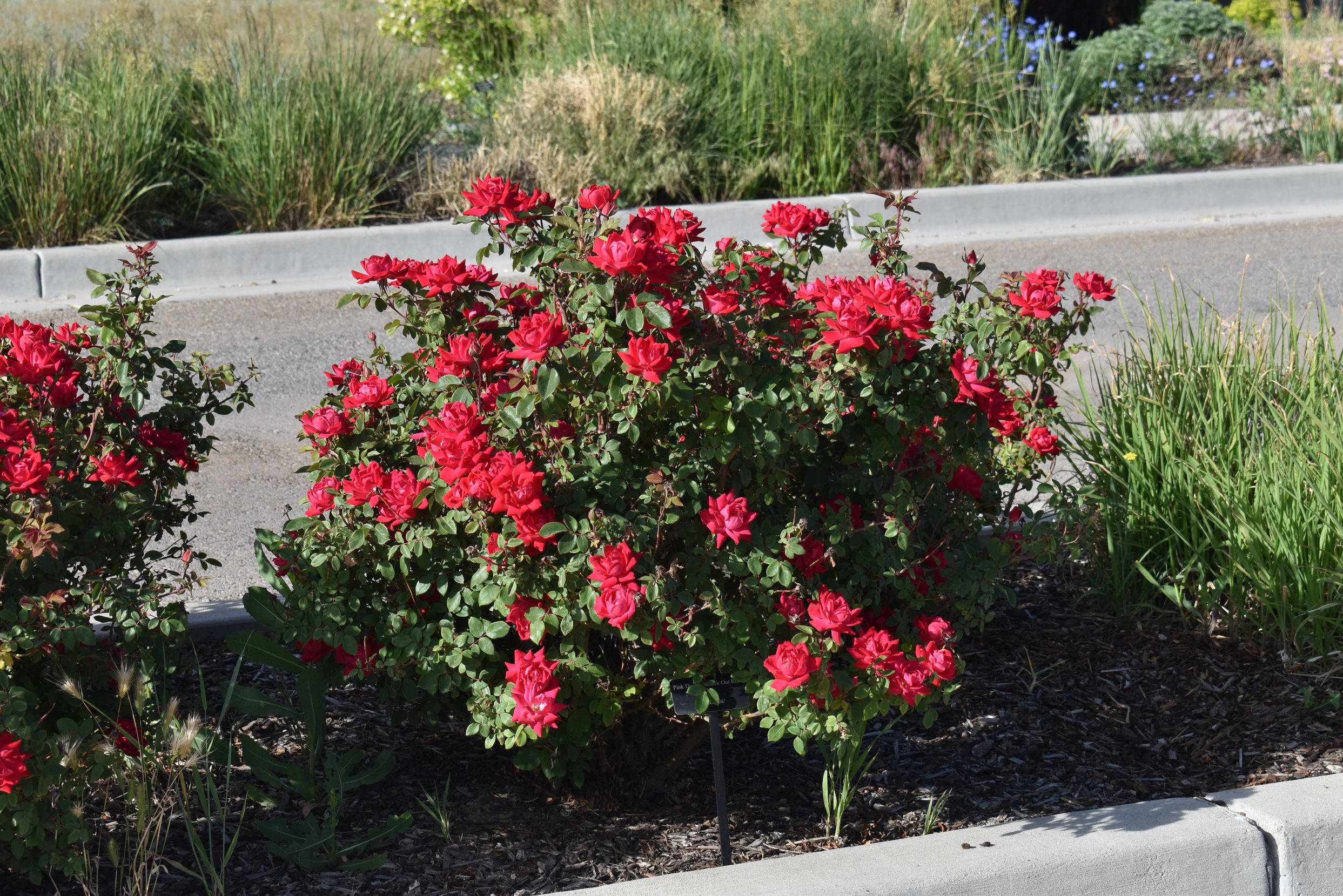 Red Double Knock Out Rose