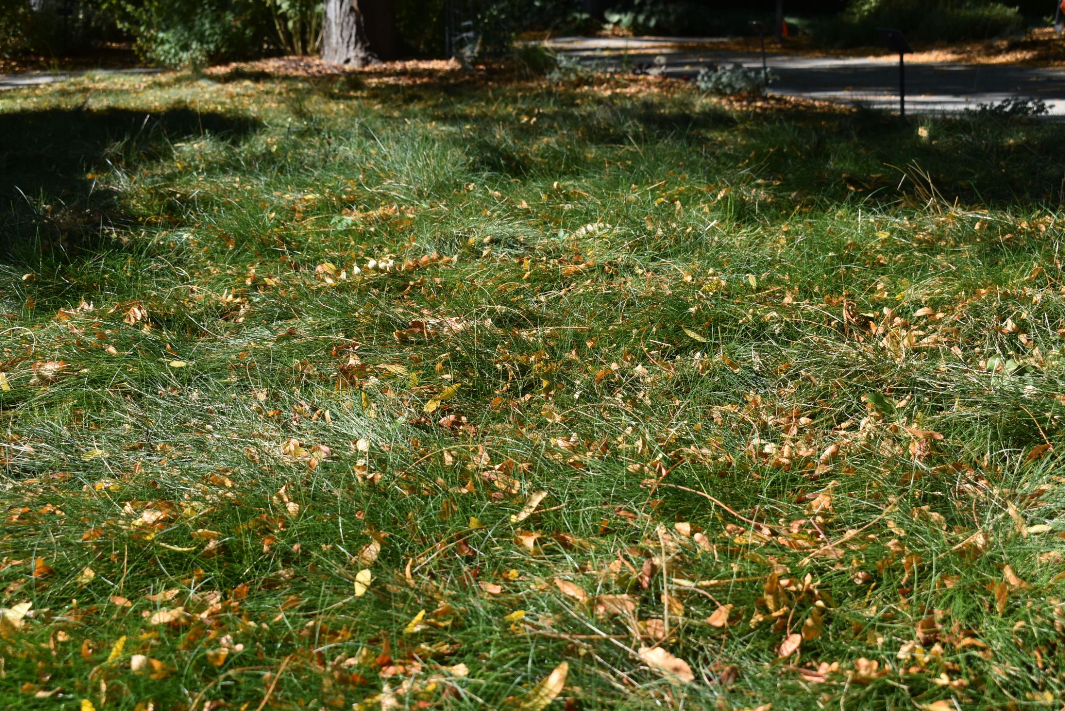 Let It Bee Lawn Mix