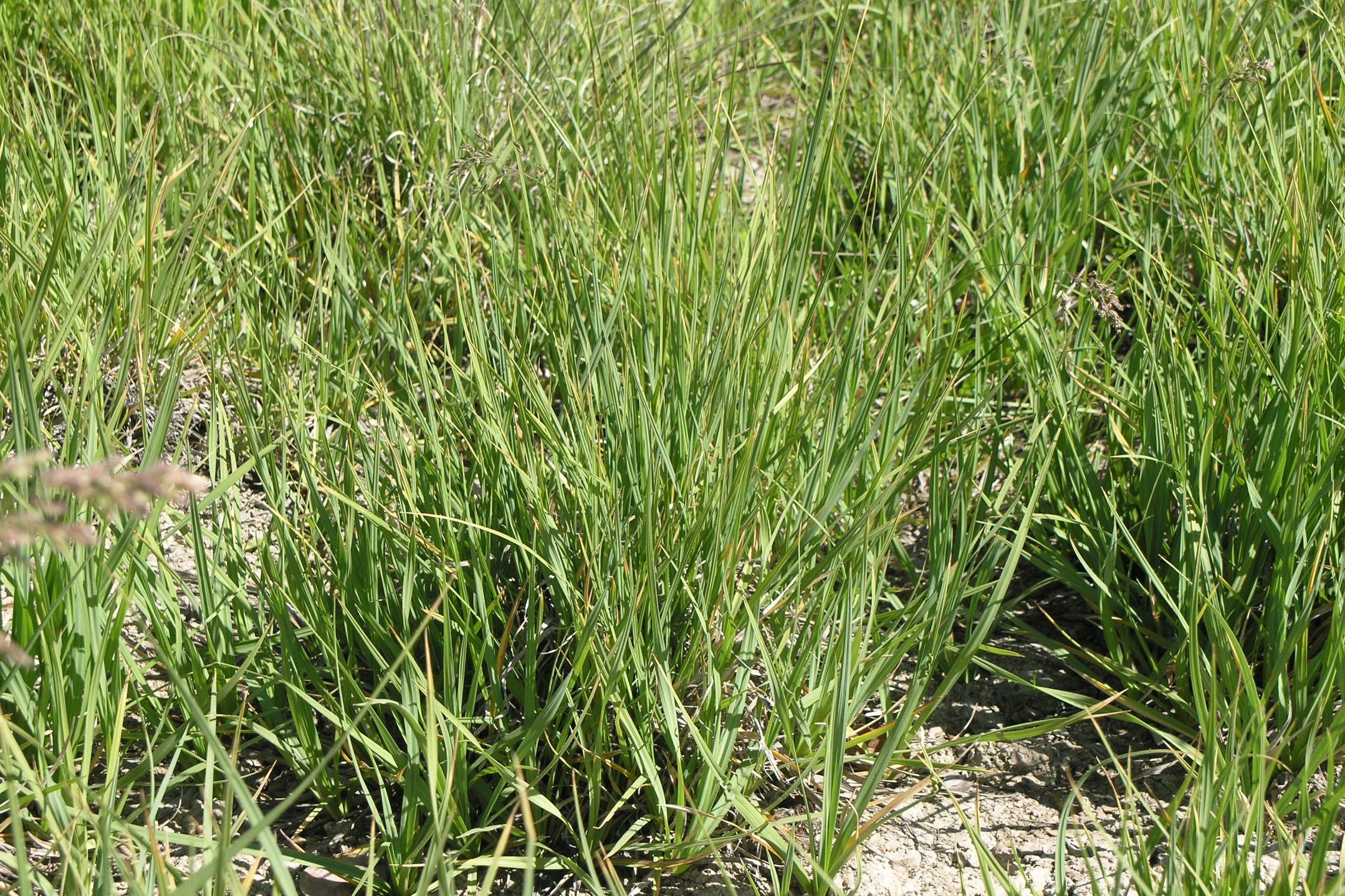 Nebraska Sedge
