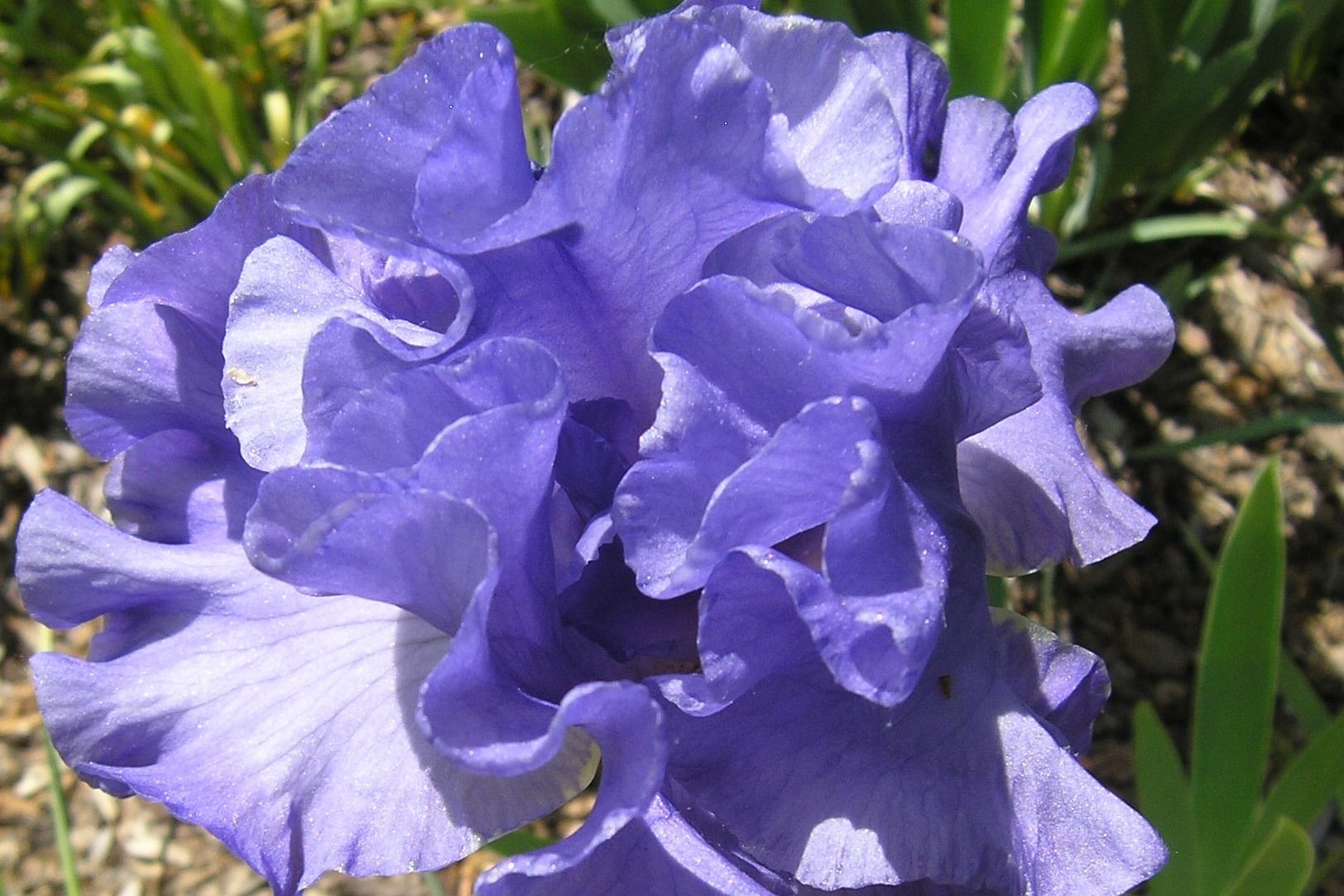 Ocean Pacific Iris