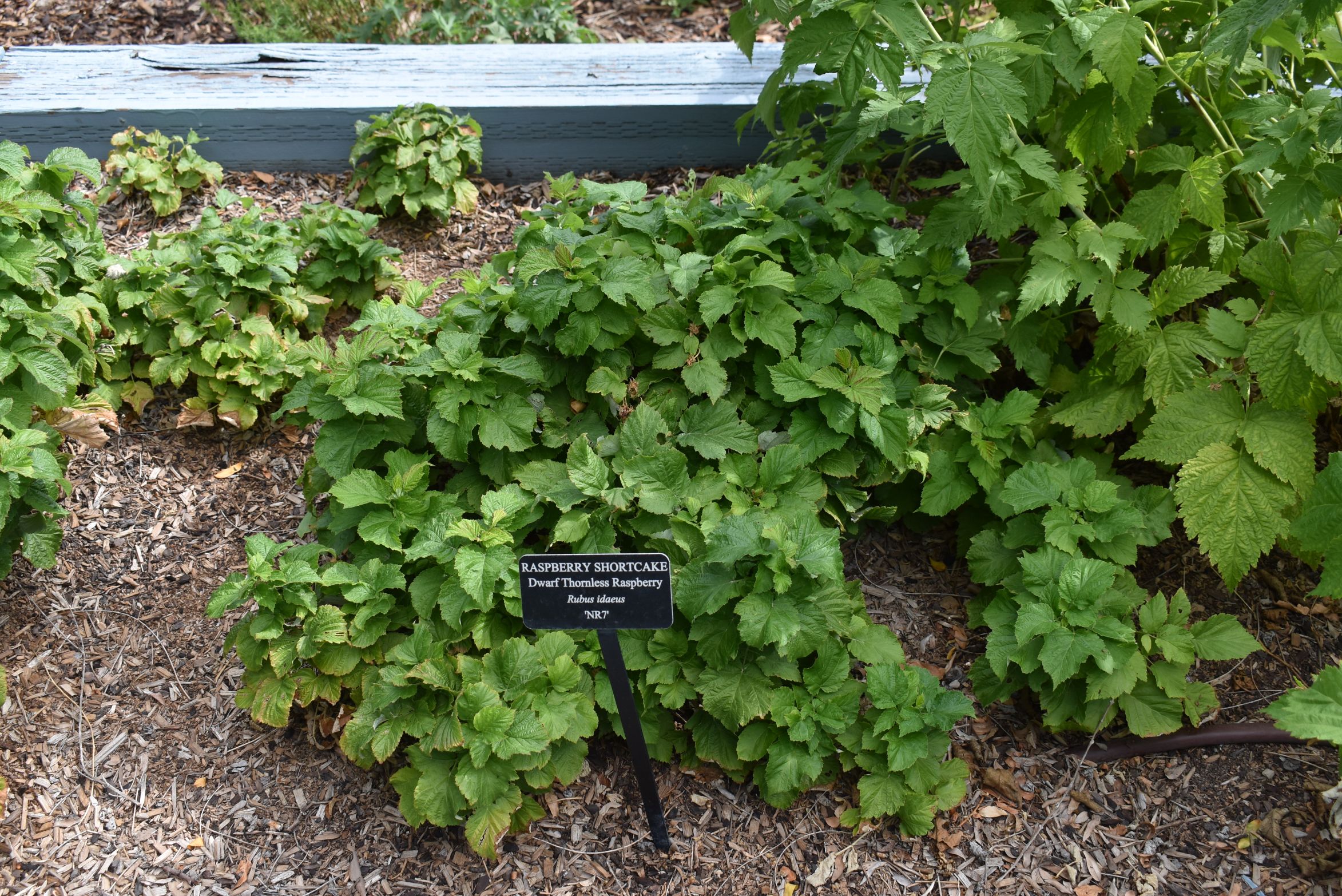 Raspberry Shortcake Dwarf Thornless Raspberry