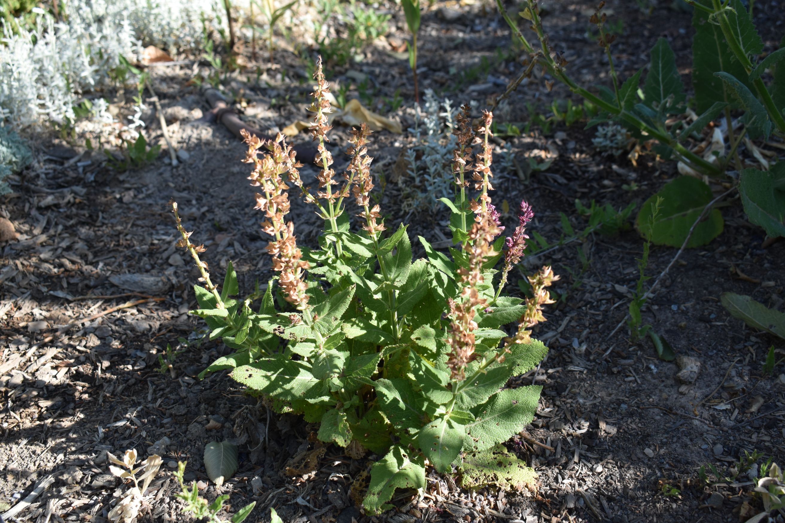 Rose Marvel Sage