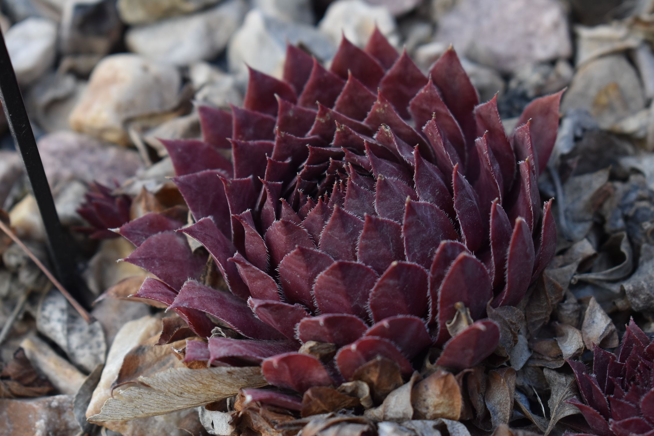 Royal Ruby Hens and Chicks