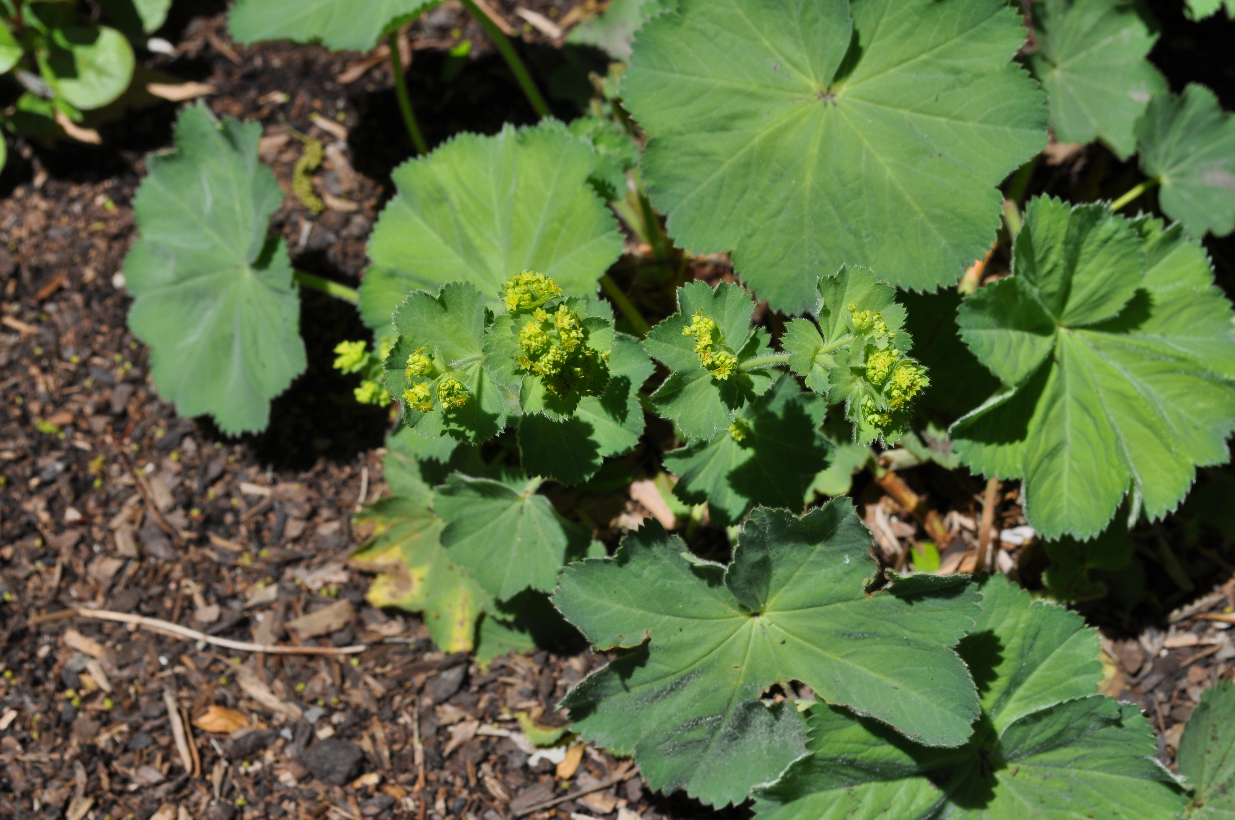 Irish Silk Lady's Mantle