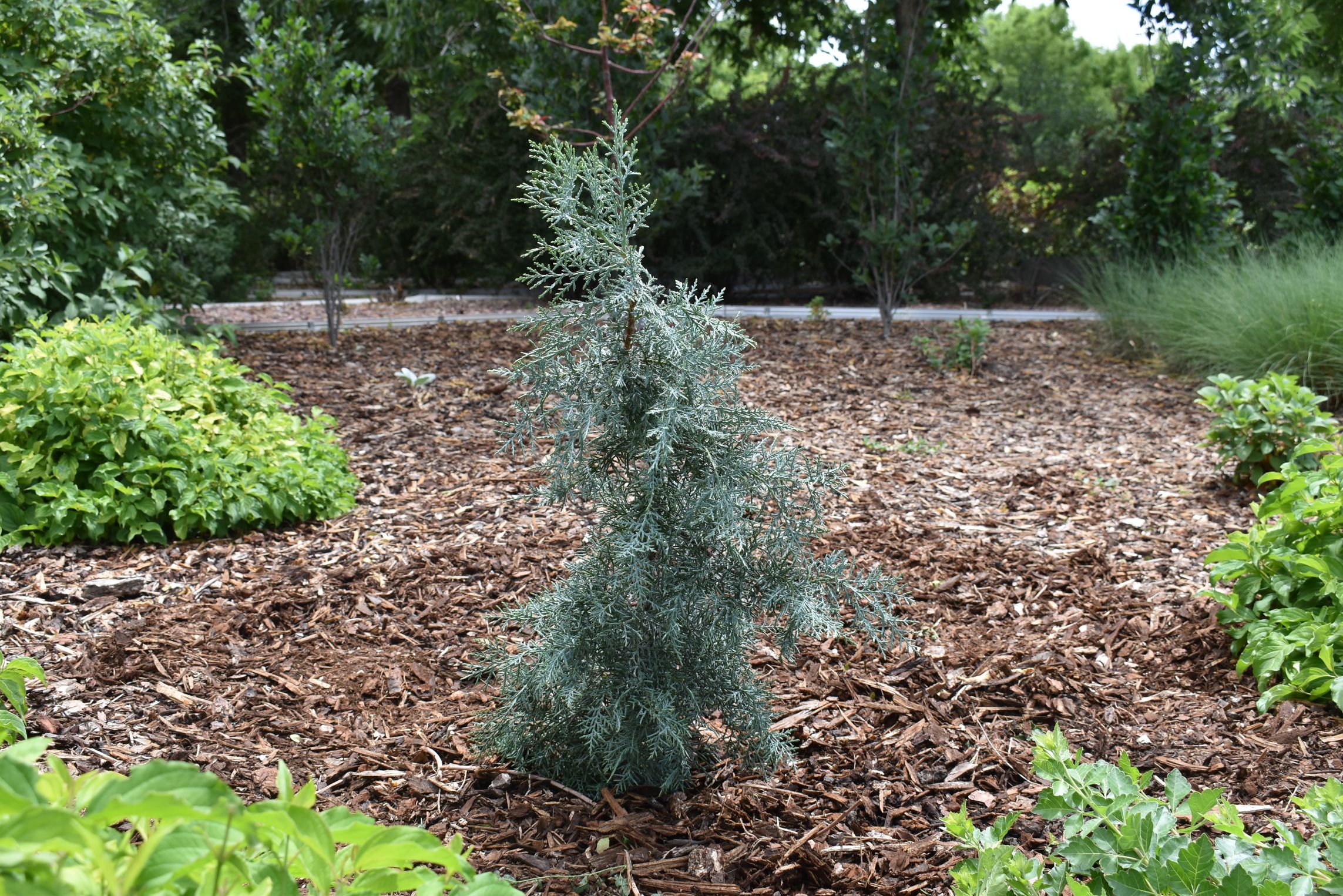 CRYSTAL FROST Arizona Cypress