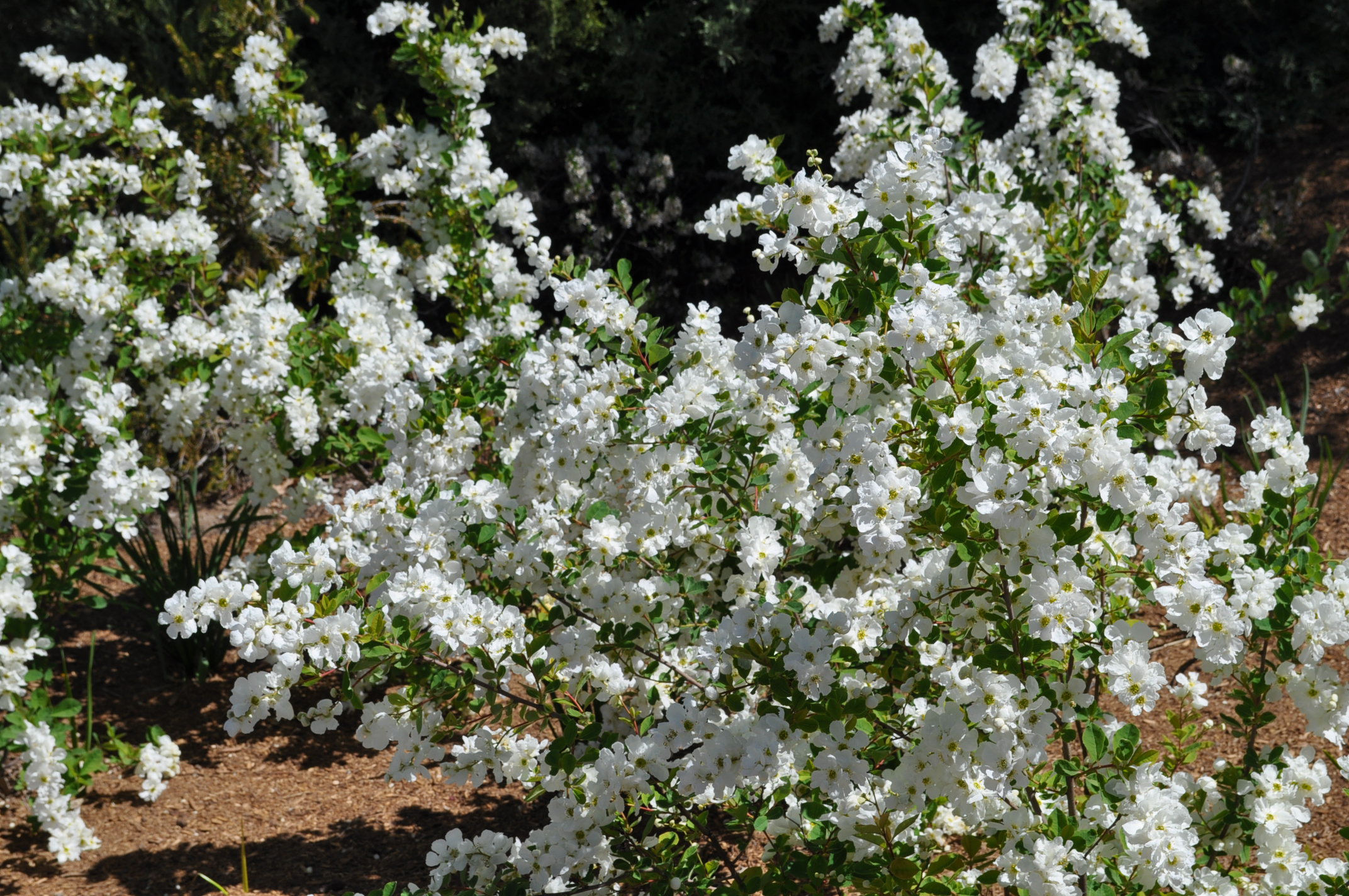 Snow Day Surprise Pearl Bush