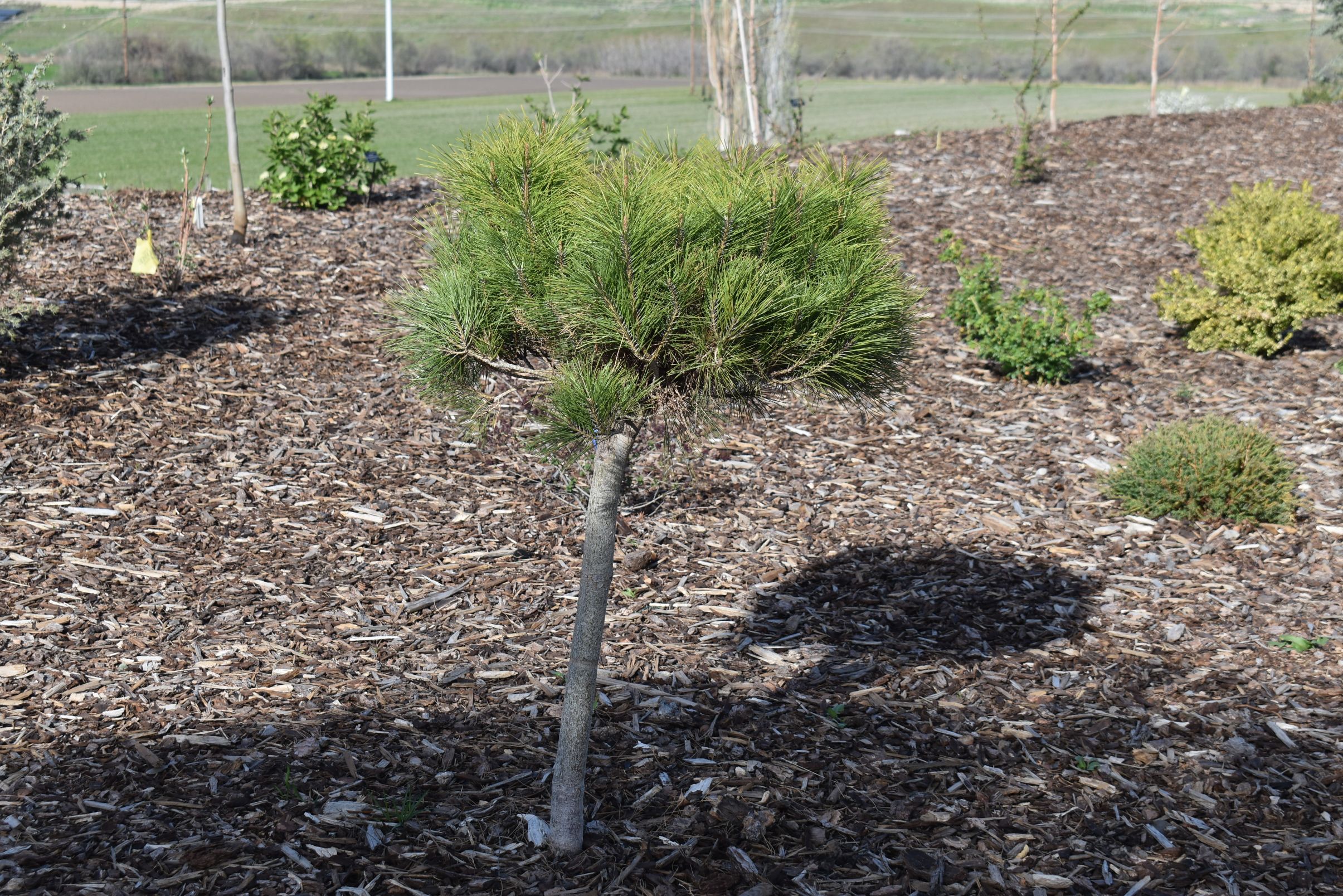 Compact Tanyosho Japanese Red Pine