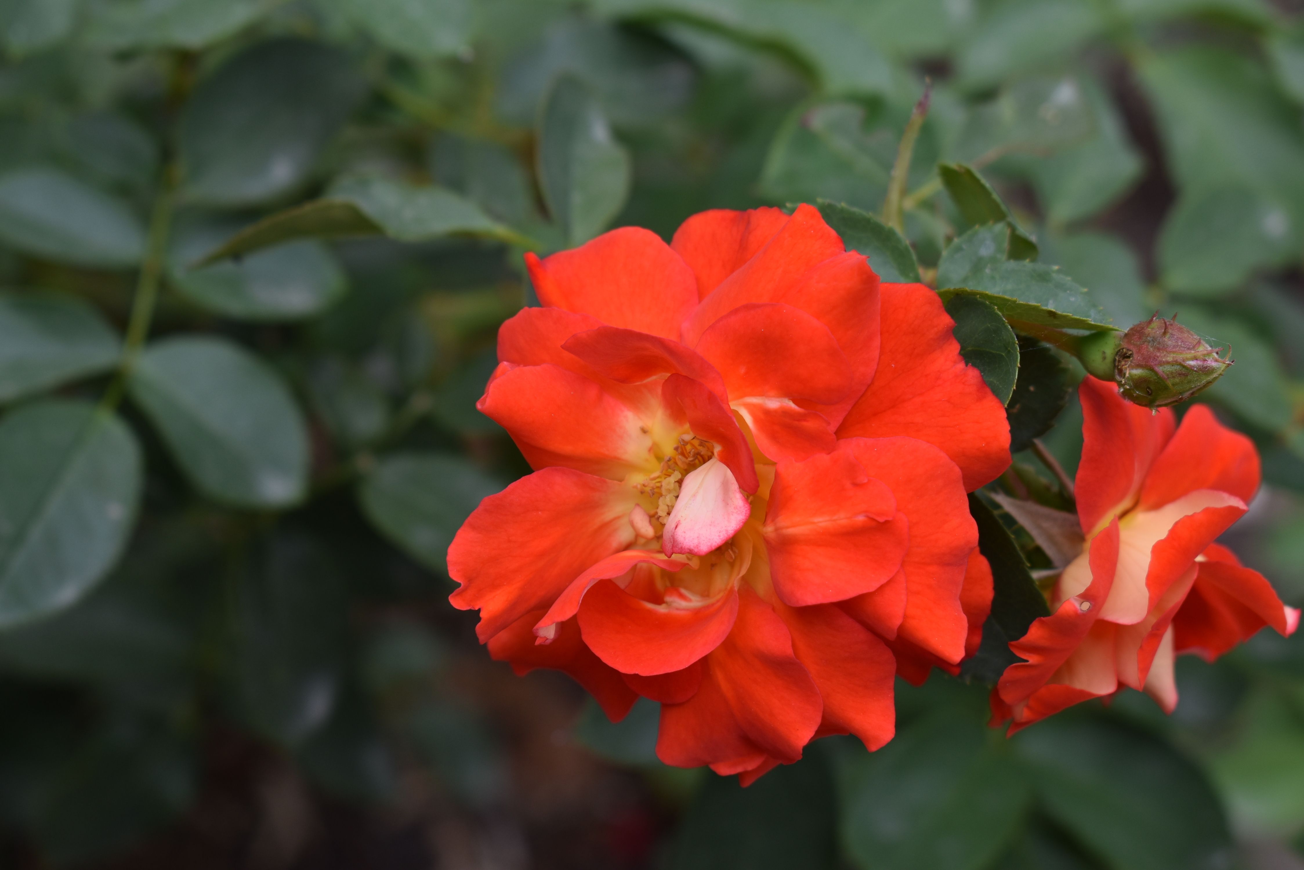 Caramba Shrub Rose