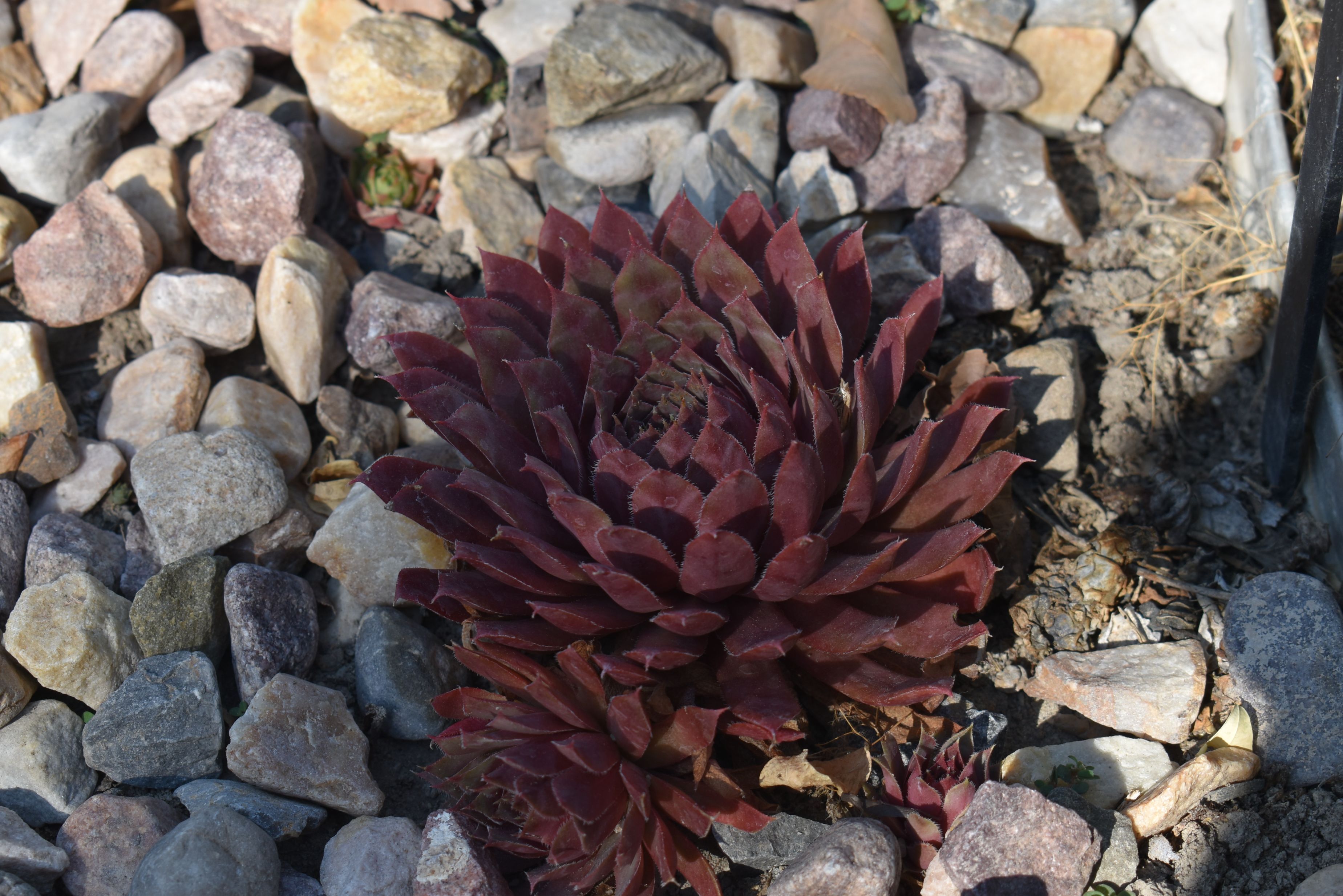 Royal Ruby Hens and Chicks
