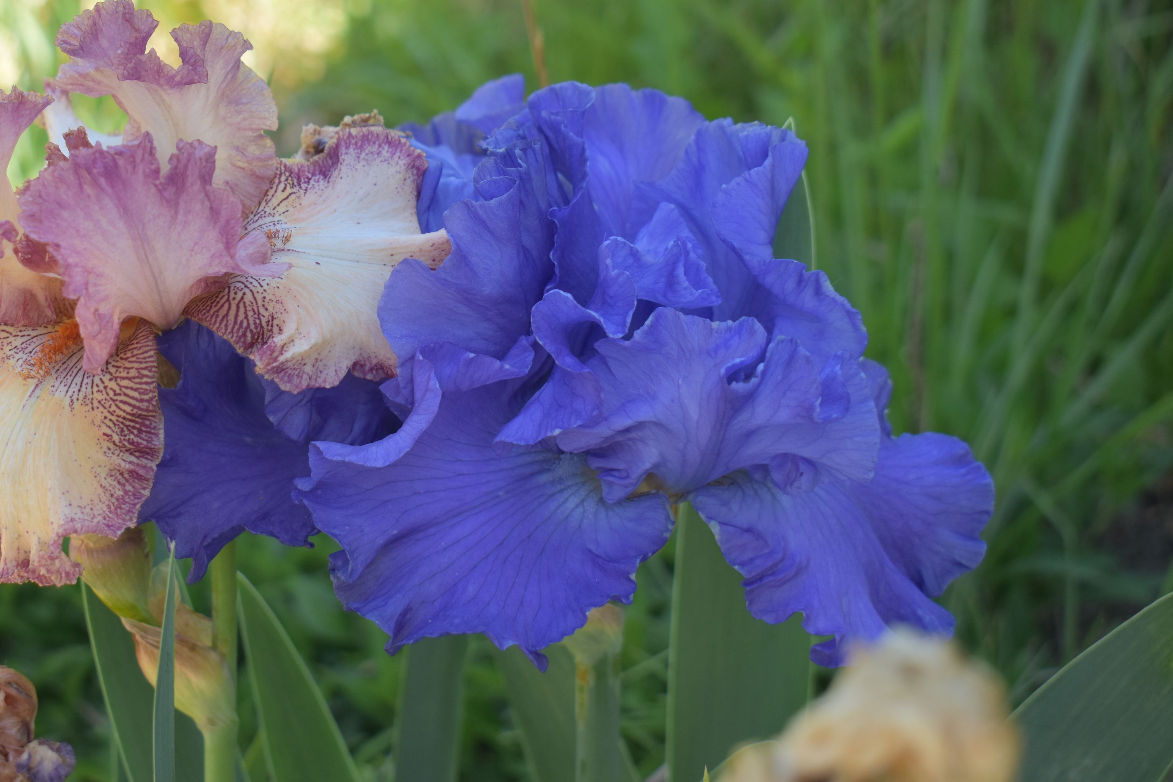 Ocean Pacific Iris