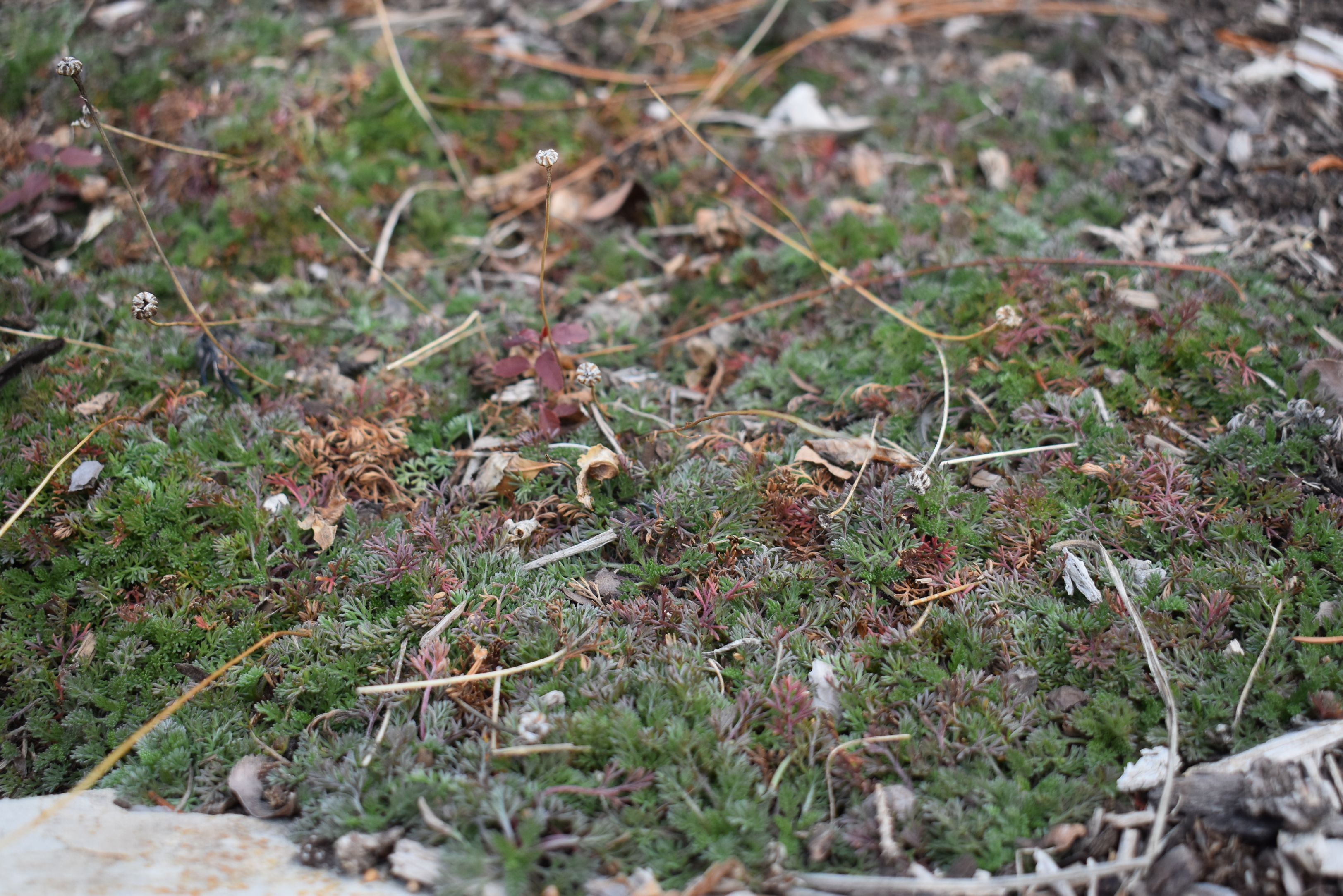 Creeping Gold Buttons