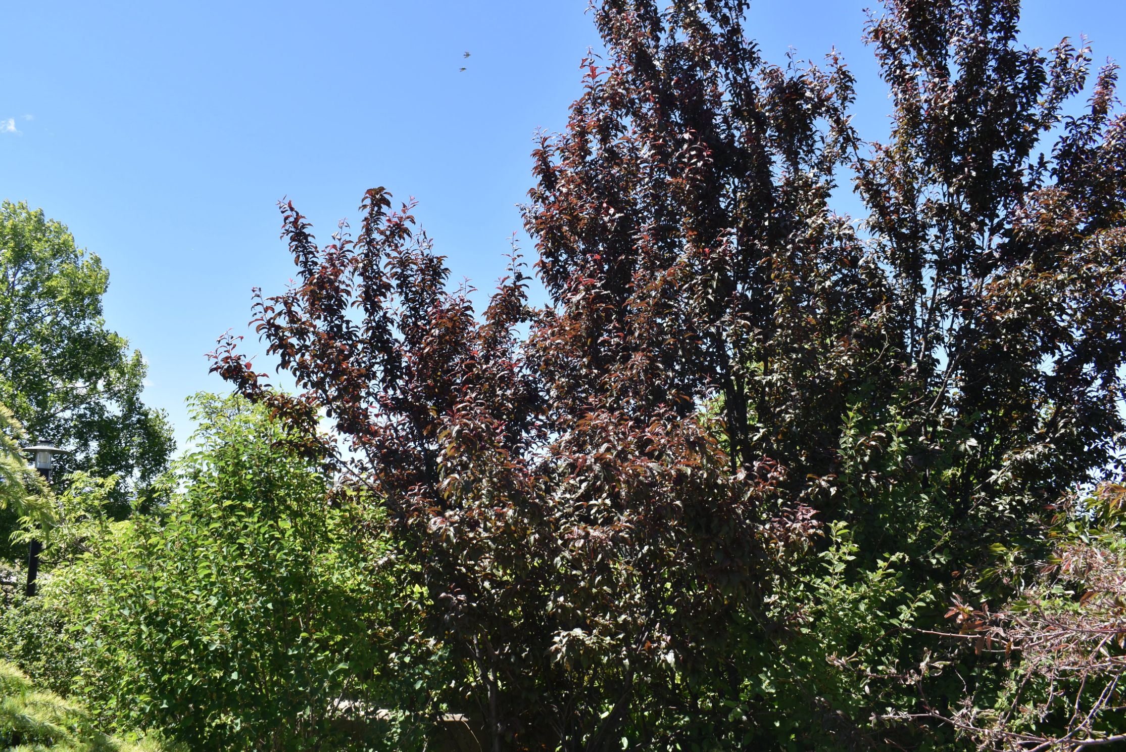 Crimson Pointe Flowering Plum