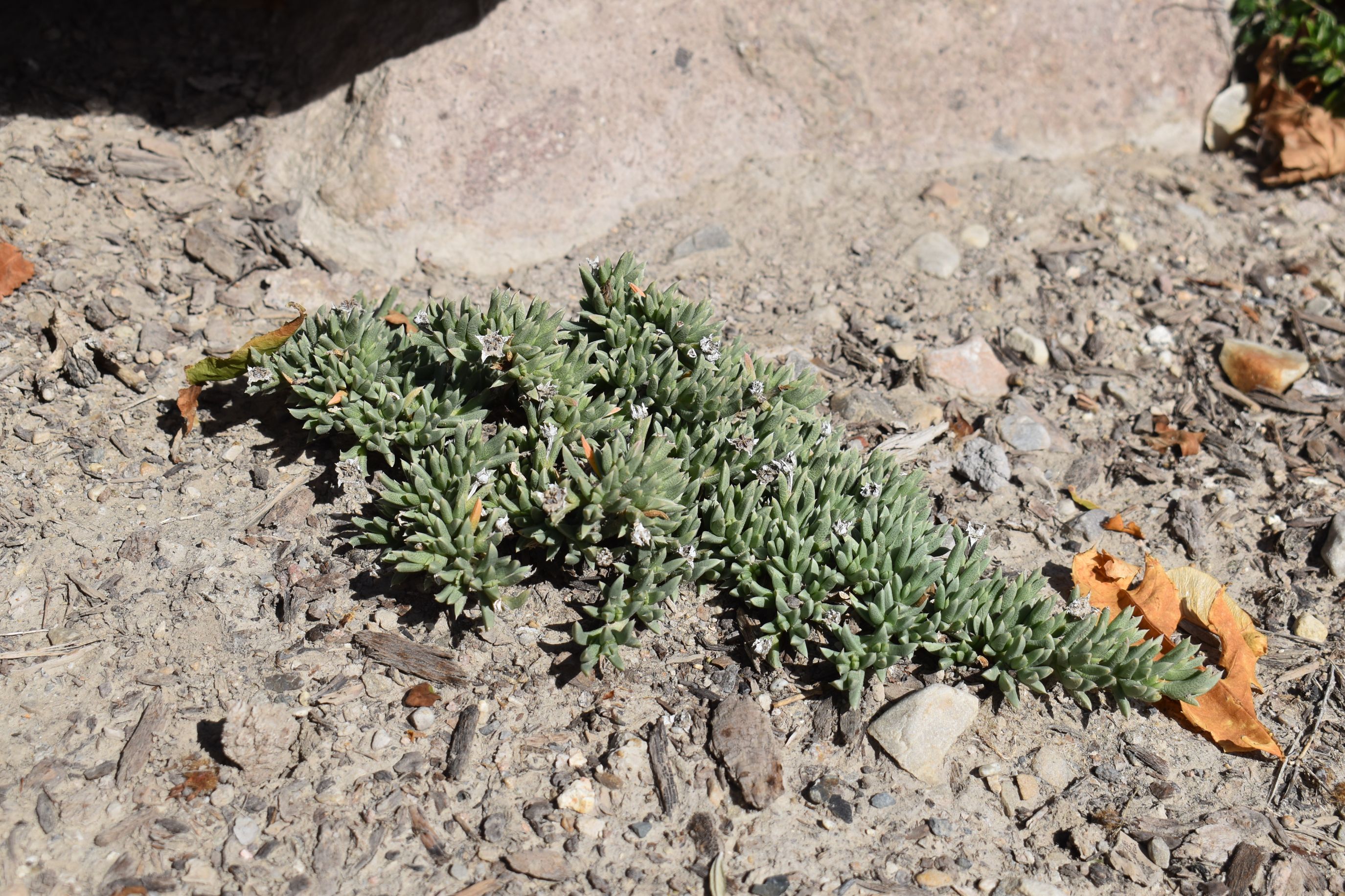 Creeping Shrubby Ice Plant