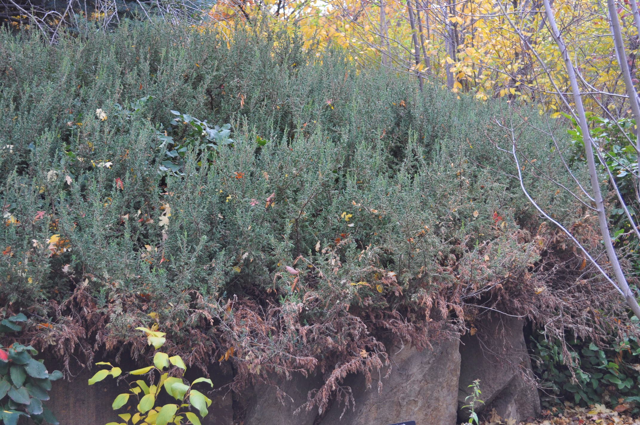 Repanda Common Juniper