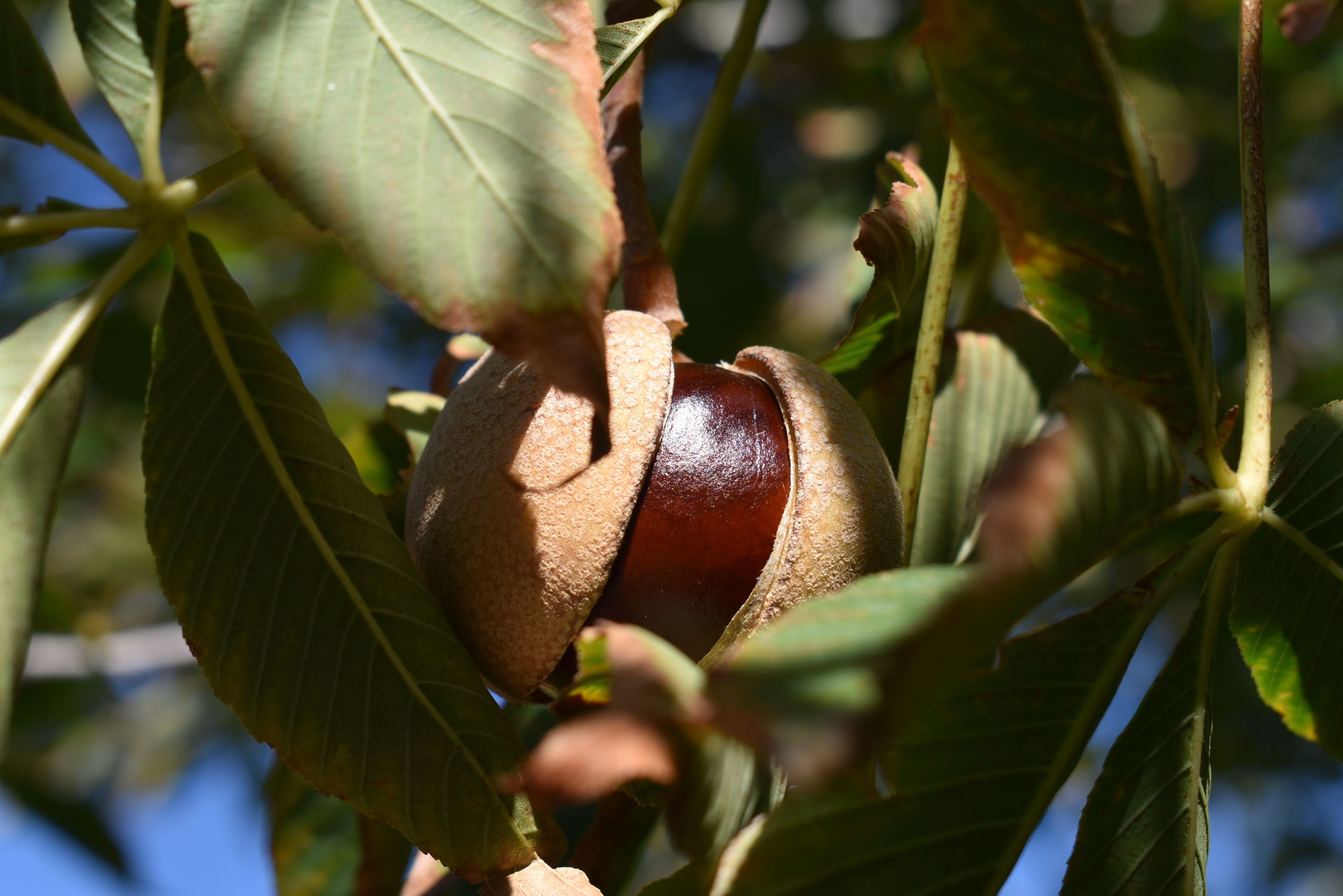 Autumn Splendor Horsechestnut