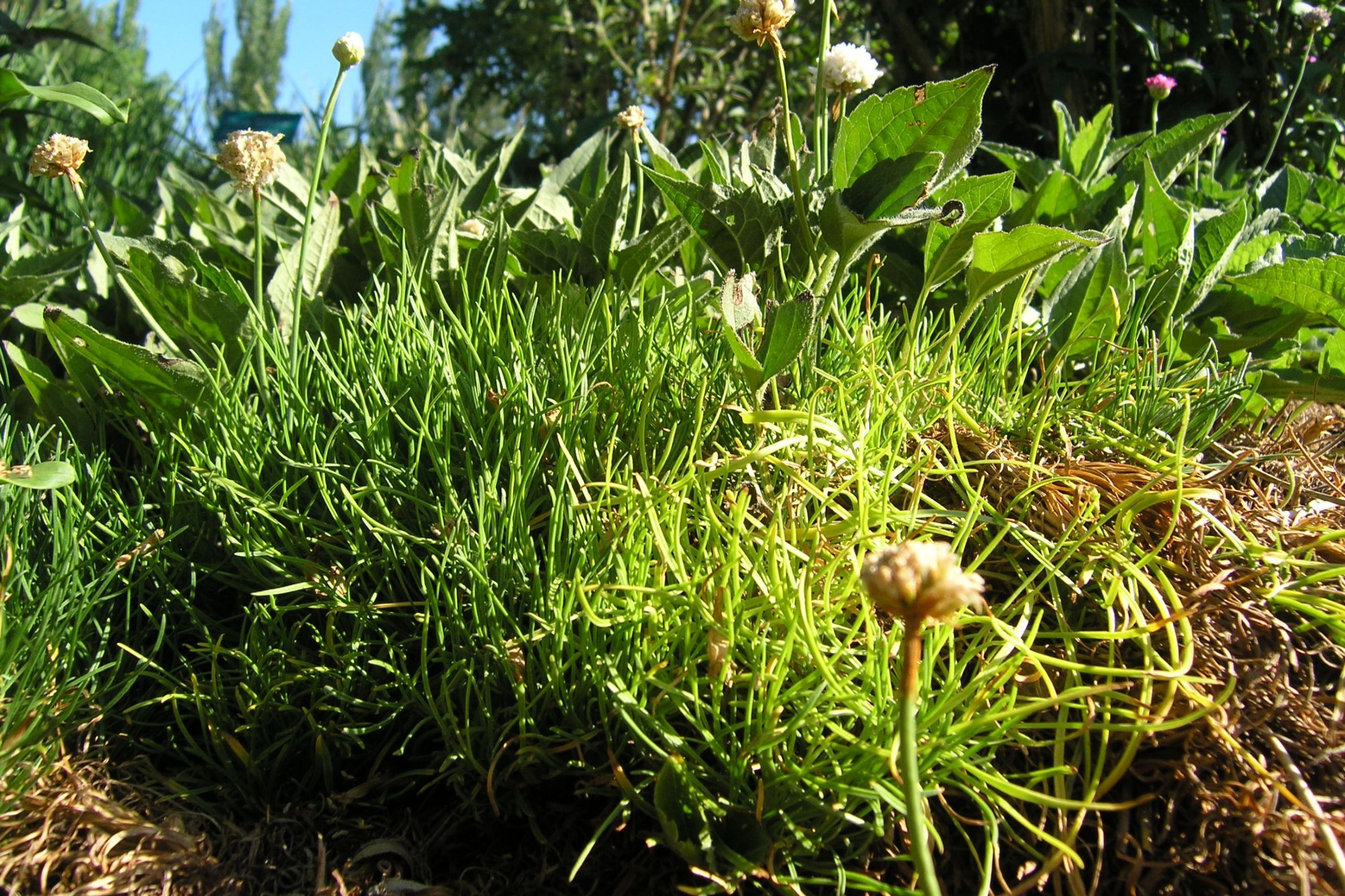 White Sea Thrift