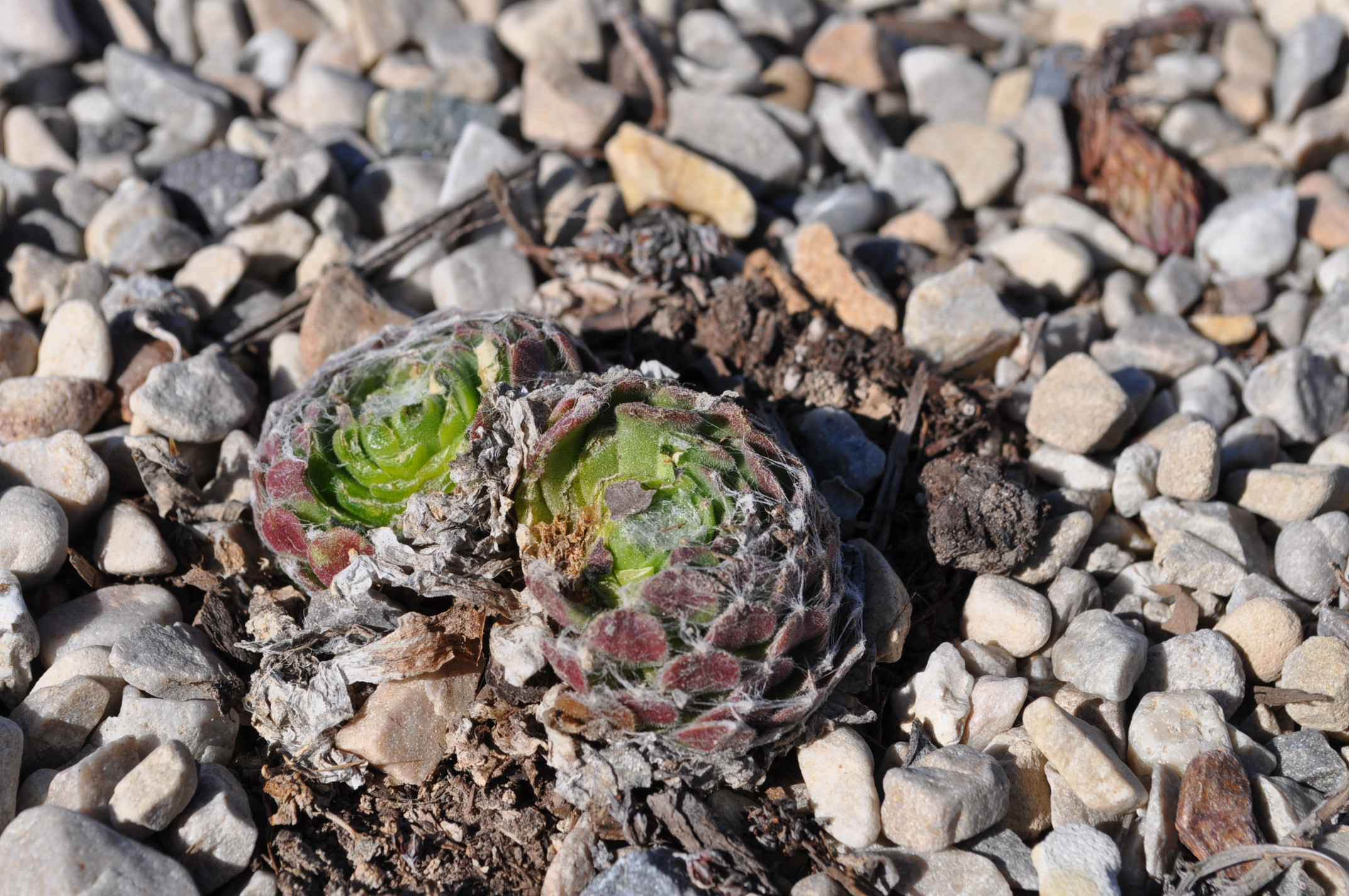 Red Cobweb Hens and Chicks