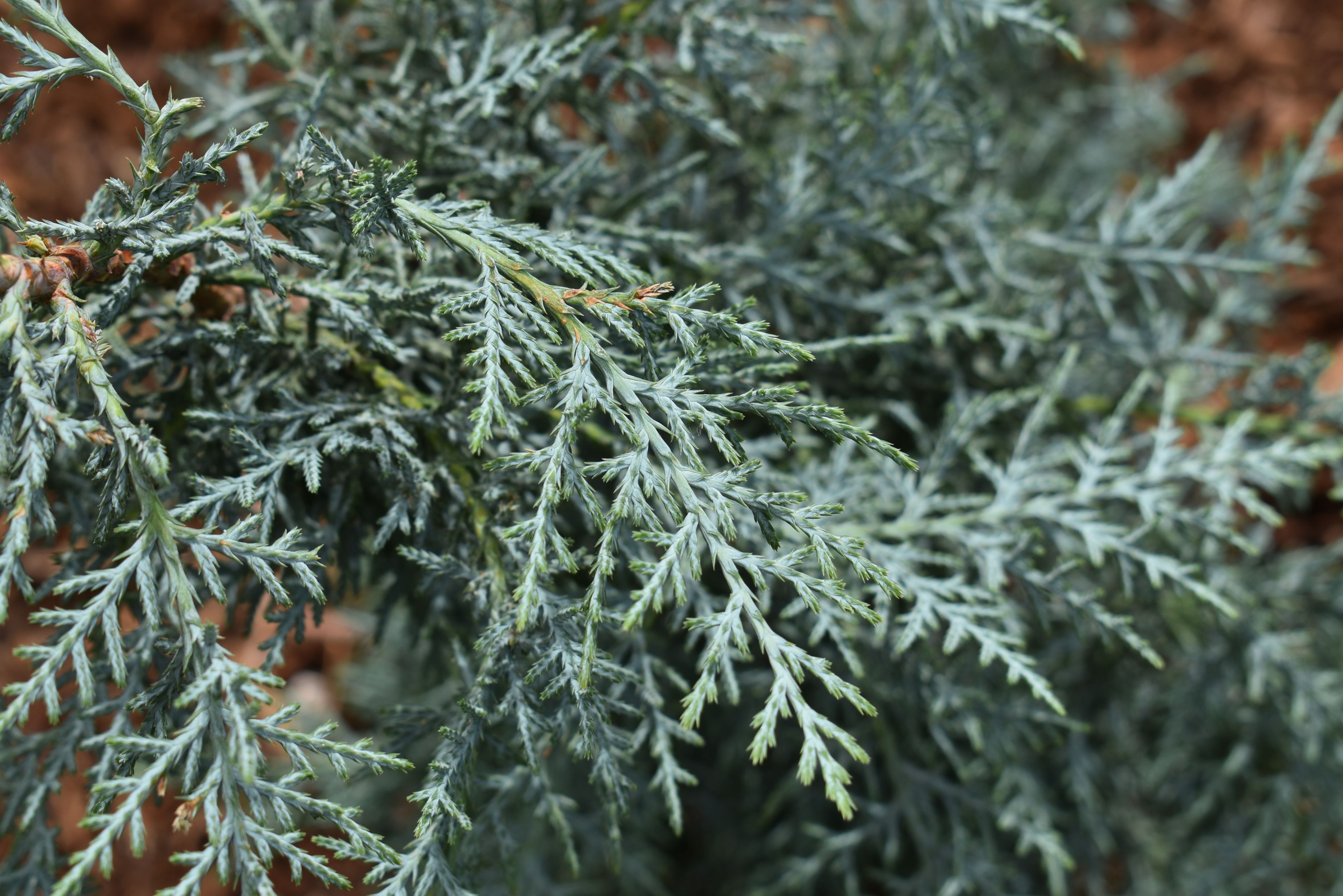 CRYSTAL FROST Arizona Cypress