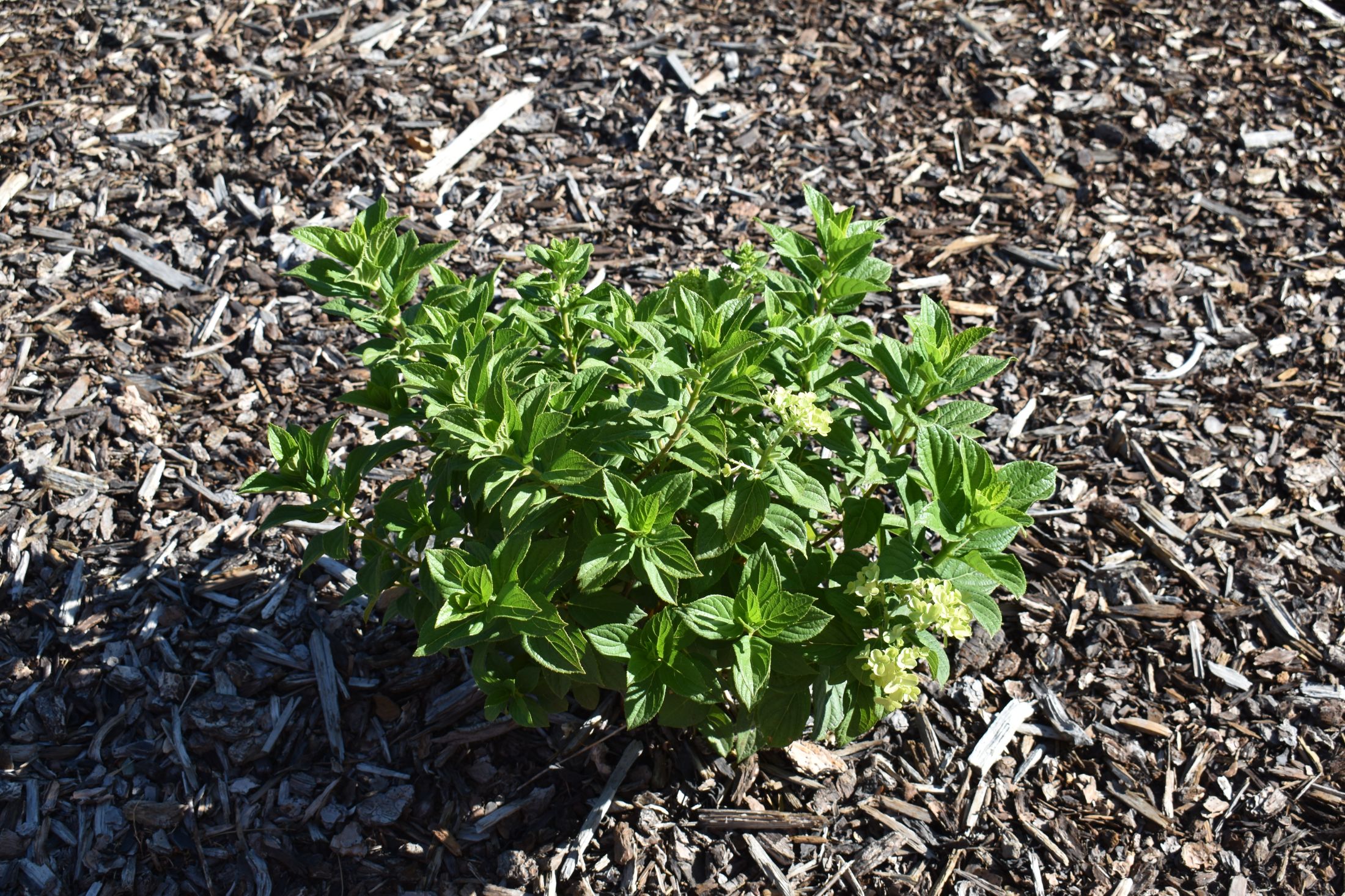 Little Lime Punch Panicle Hydrangea