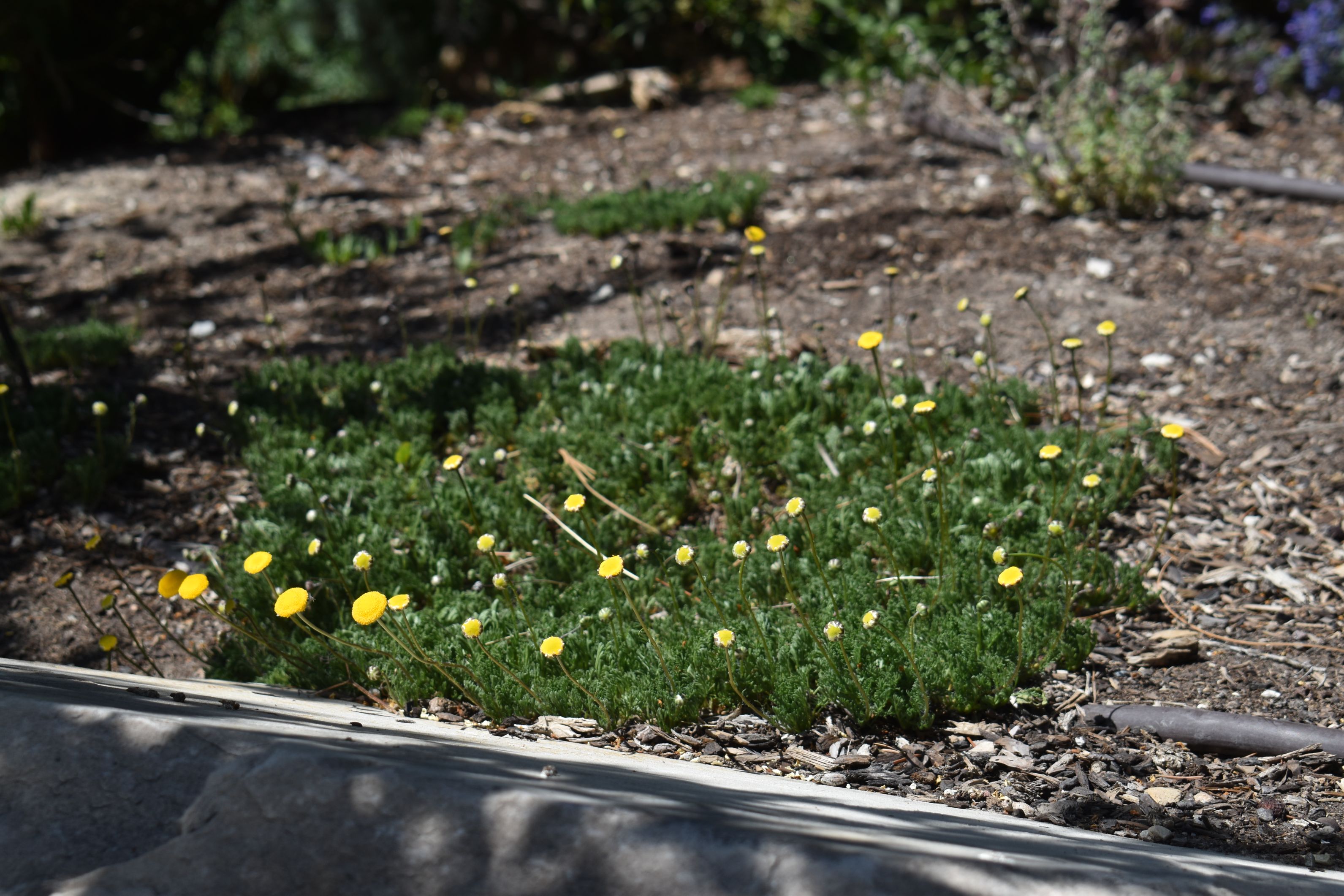 Creeping Gold Buttons