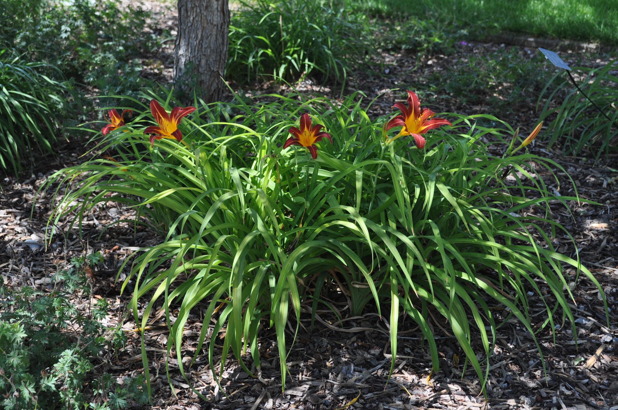 Red Magic Daylily