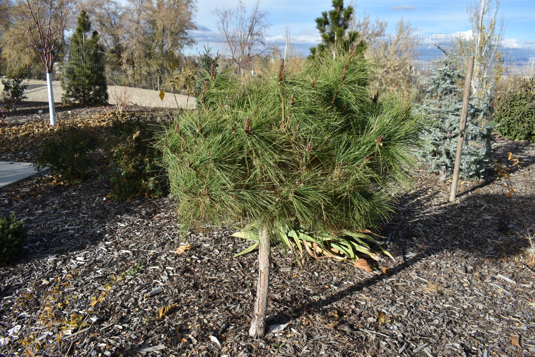 Compact Tanyosho Japanese Red Pine