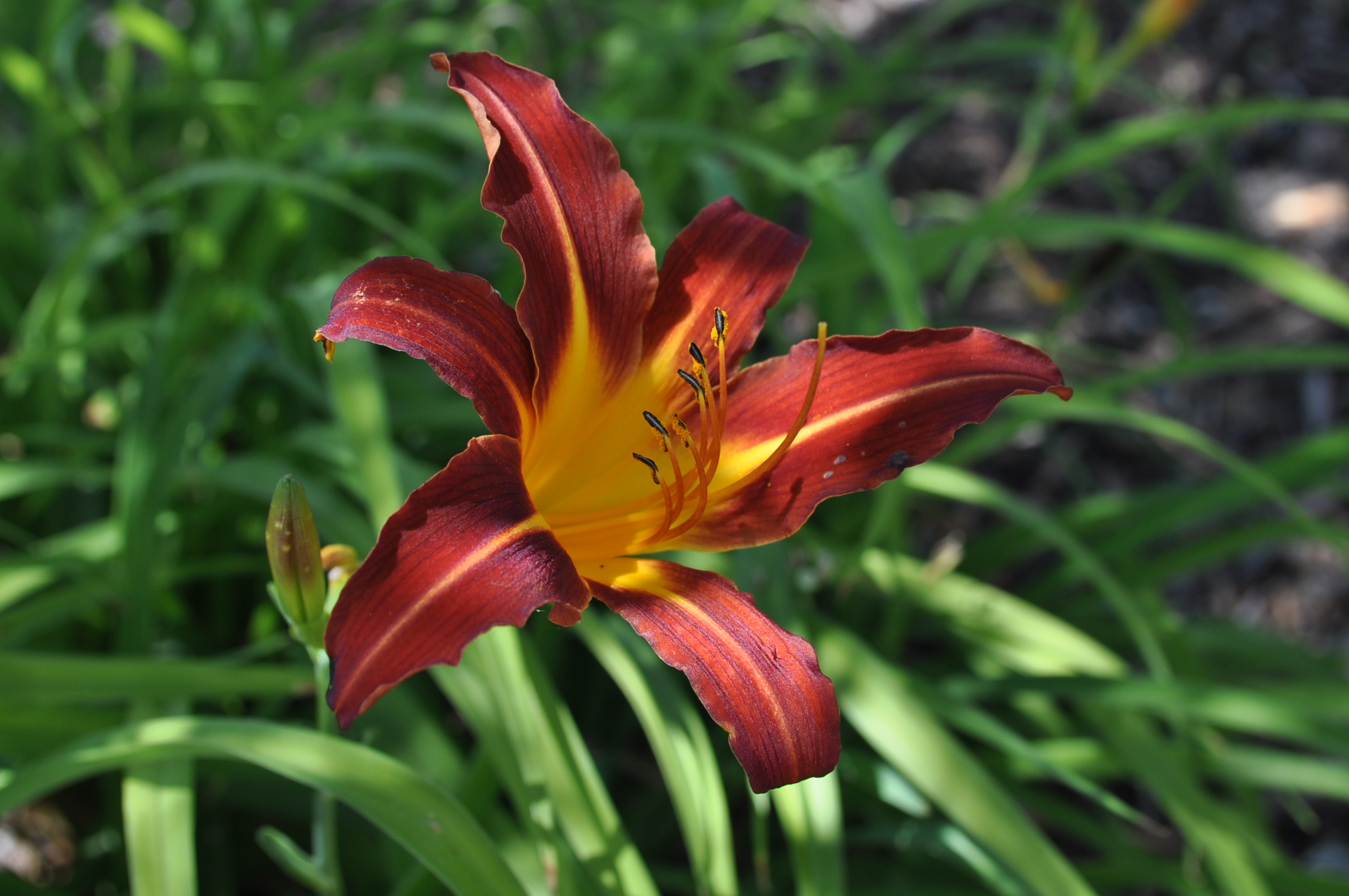 Red Magic Daylily